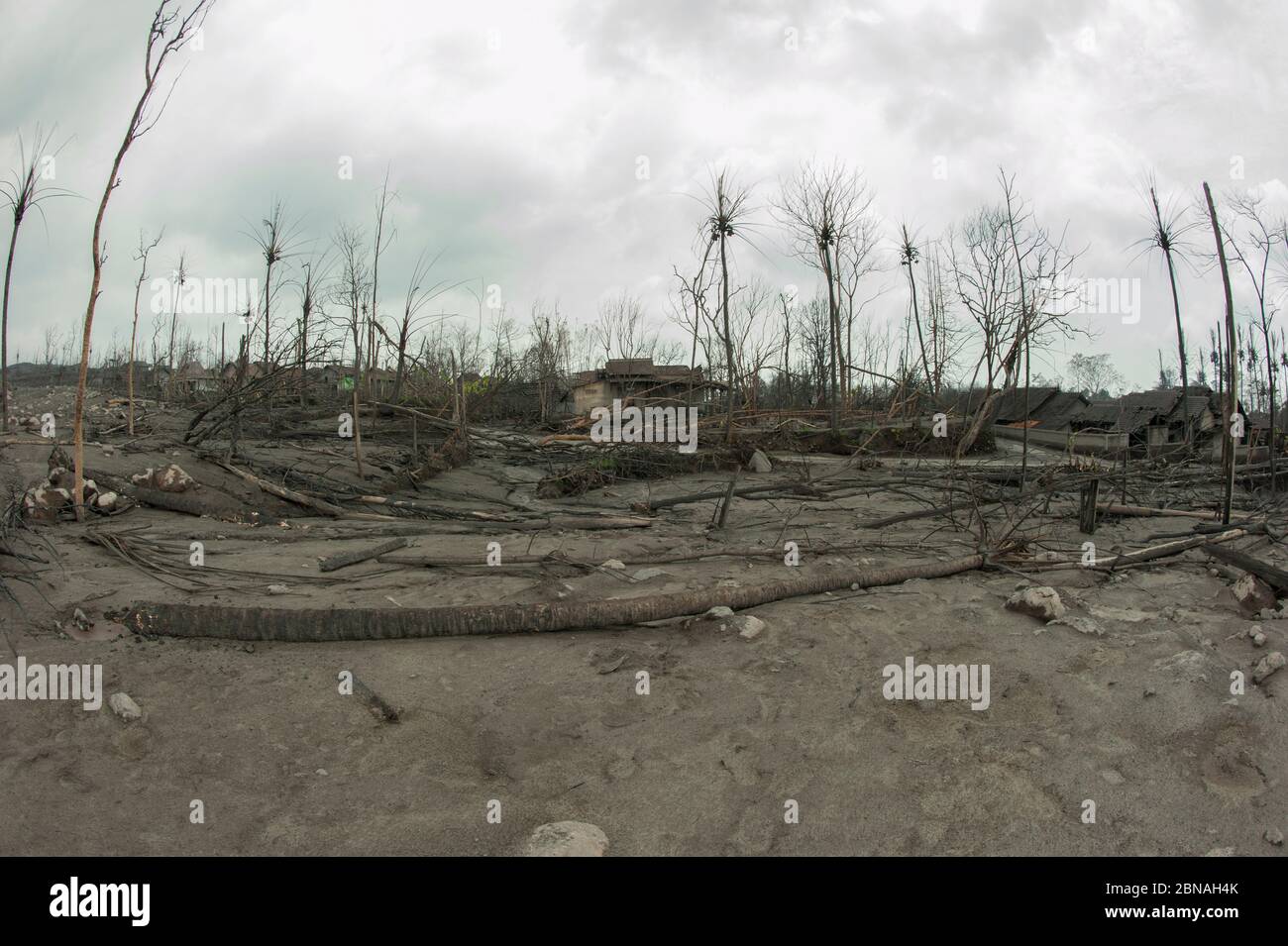 Fields covered in ash, damaged houses and dead trees from Mount Merapi ...