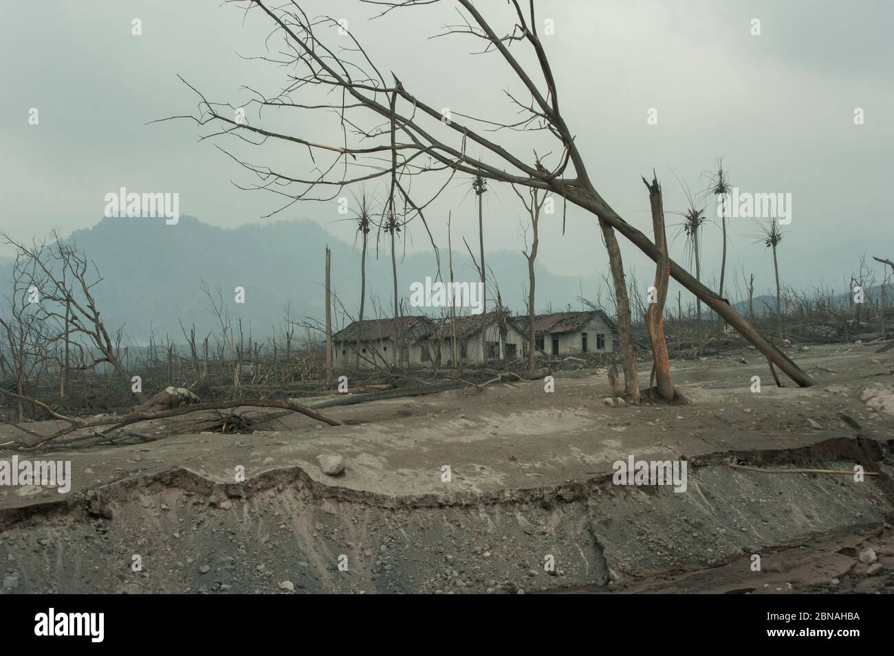 Derelict house trees asia hi-res stock photography and images - Alamy