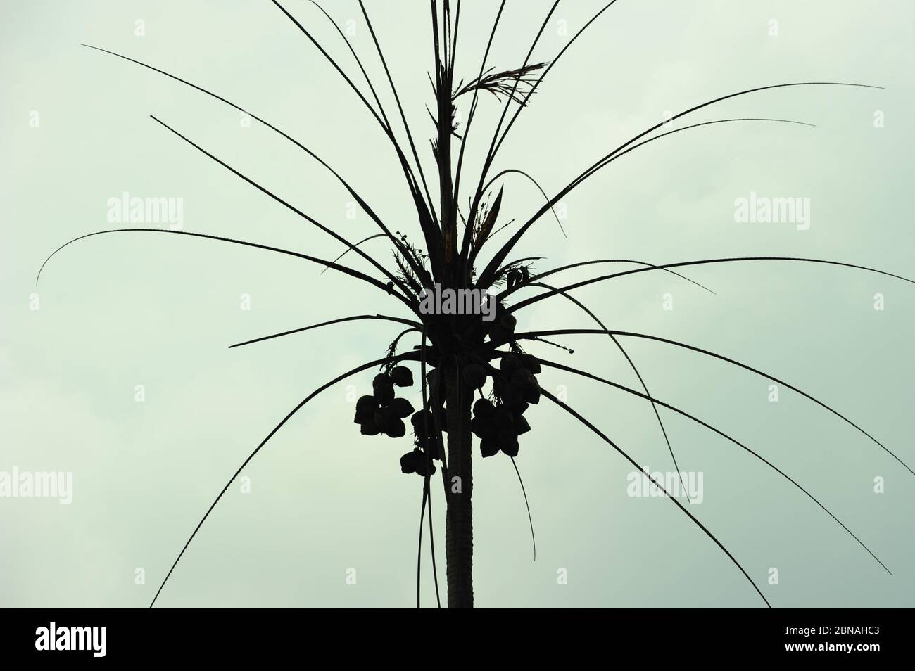 Dead coconut tree damaged by ash from Mount Merapi volcano eruption ...
