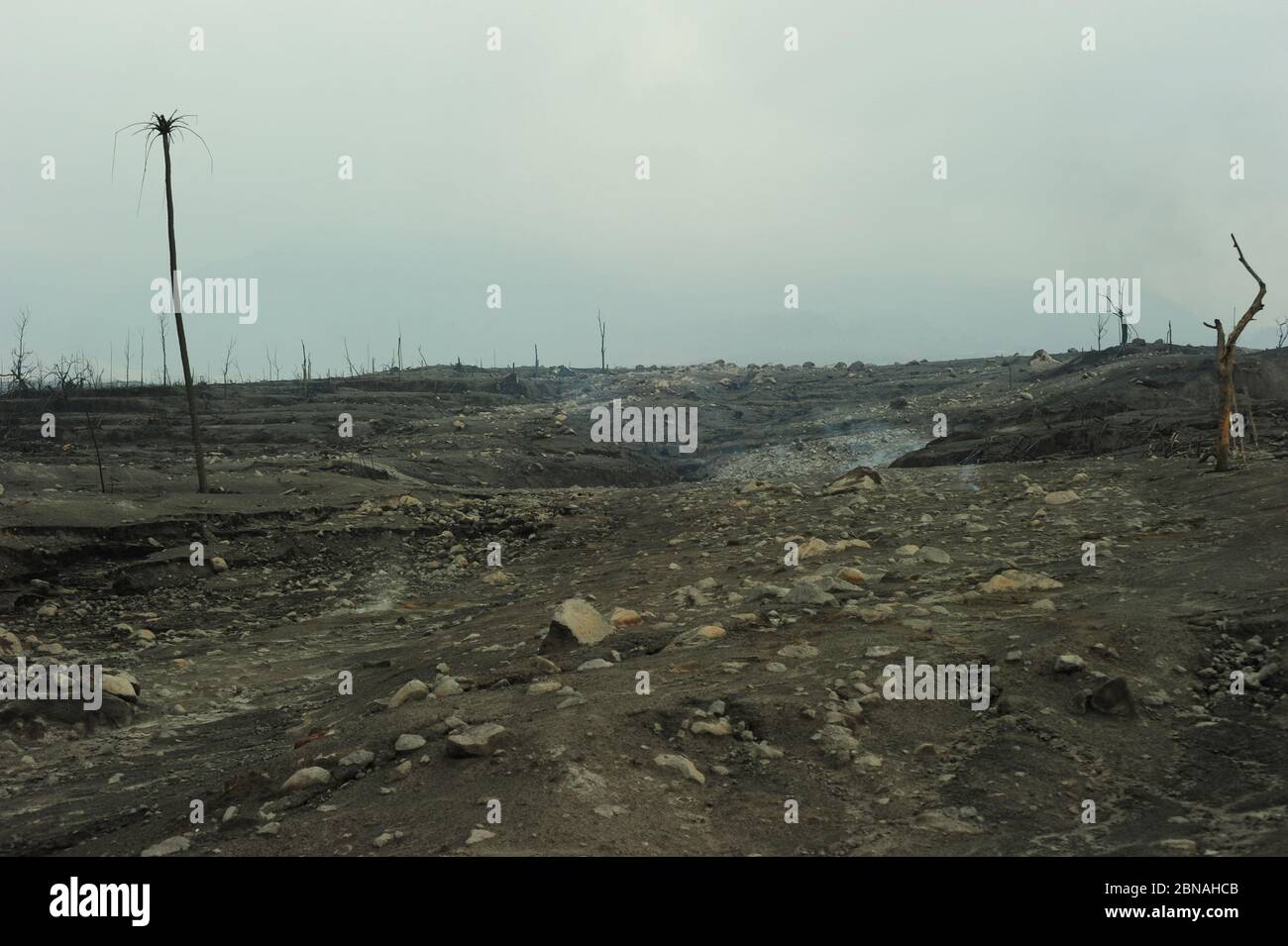 Fields covered in ash and dead trees from Mount Merapi volcano eruption ...