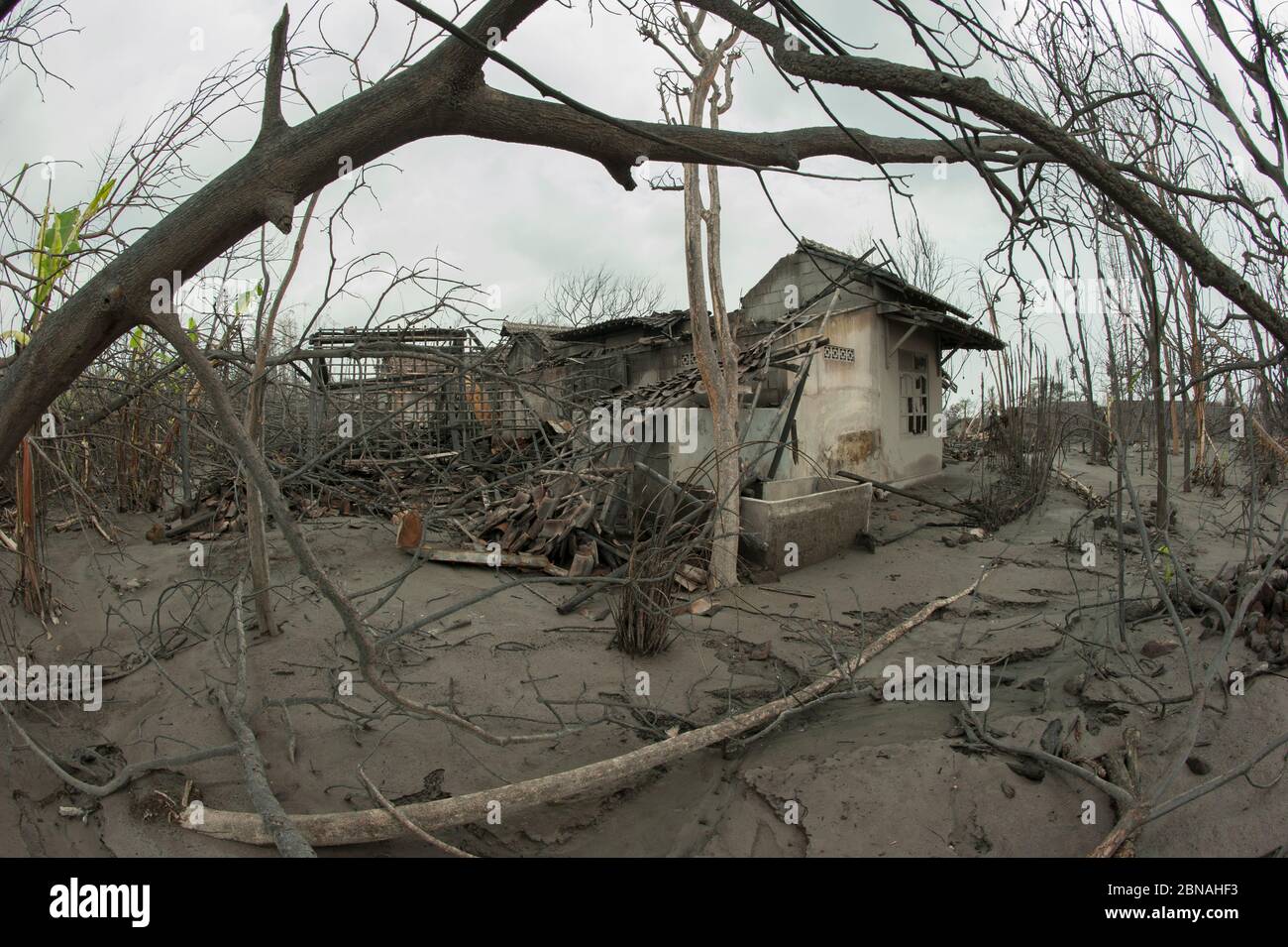 Dead trees and damaged house from Mount Merapi volcano eruption inside ...