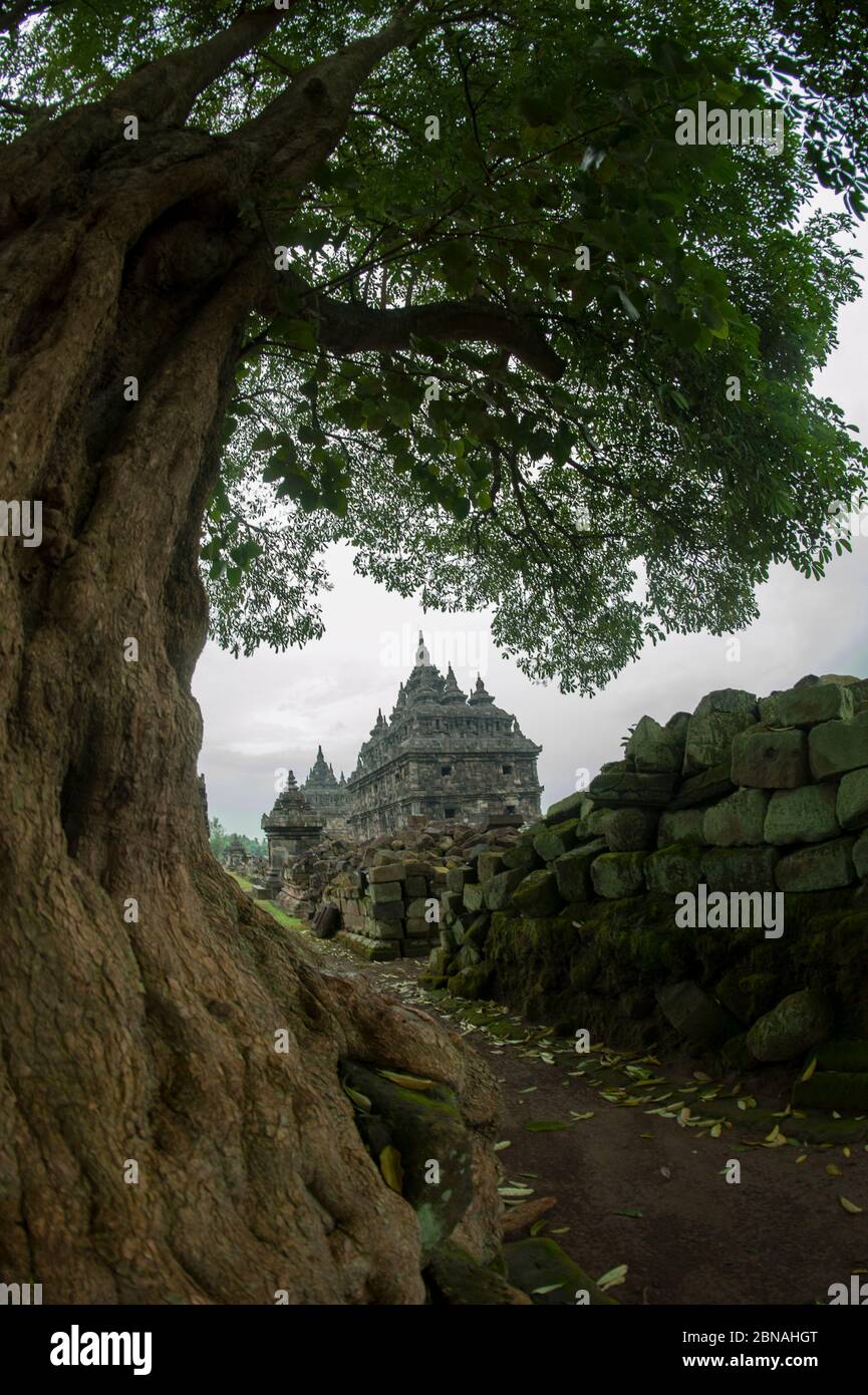 View of temple through tree, Candi Plaosan Lor, Bugisan village, near ...