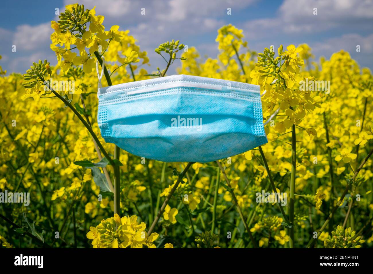 Surgical face mask hanging on yellow rapeseed or mustard seed flowers ...