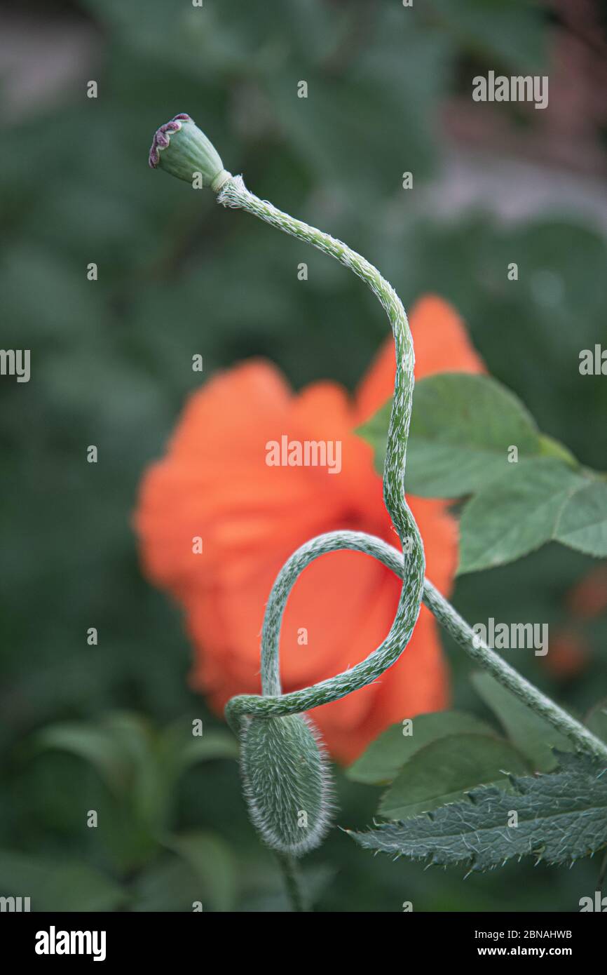 Fragile curly tangled stems of poppy flower buds on blurry background ...
