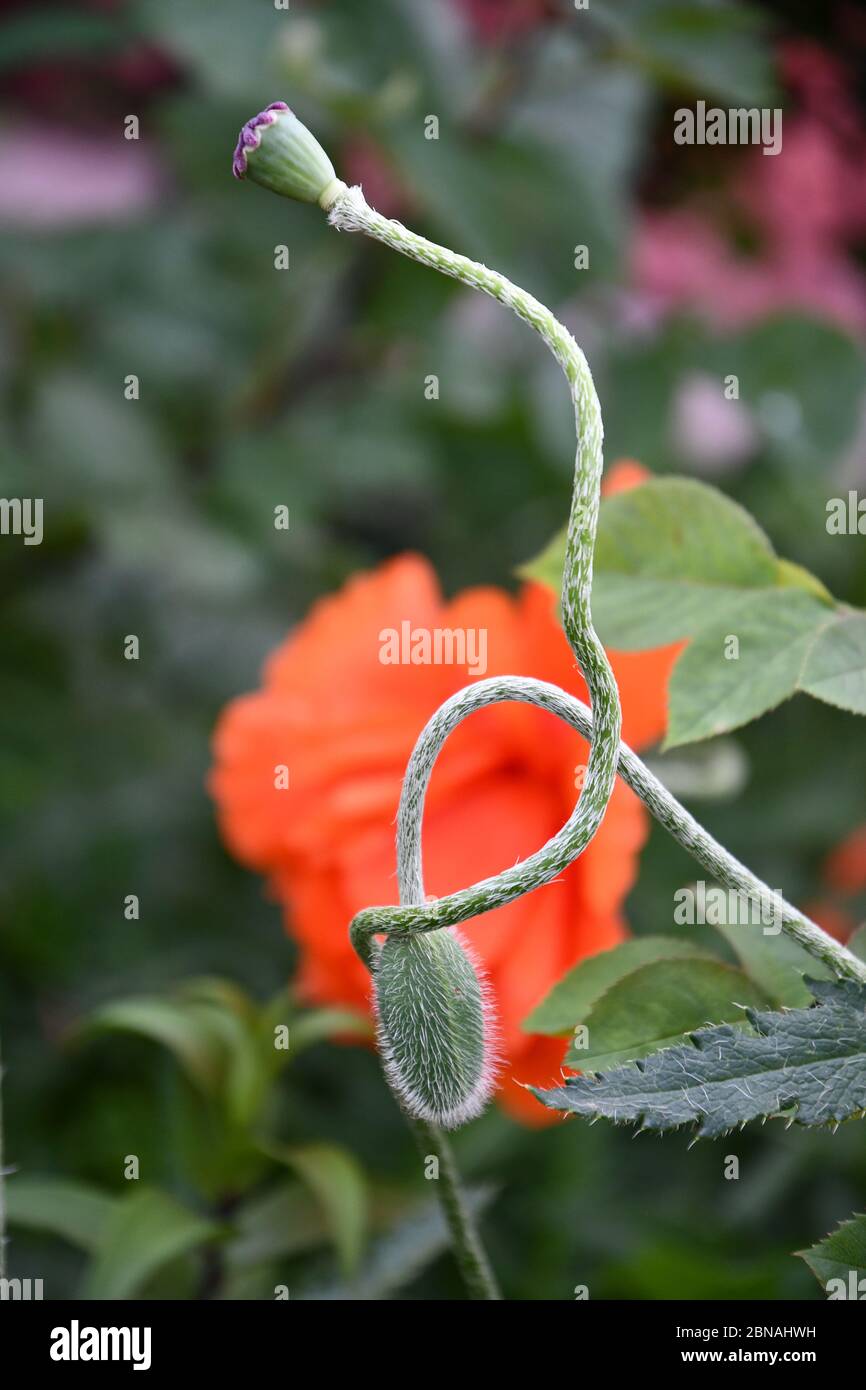 Tangled green stems of poppy flower buds on blurred background of ...