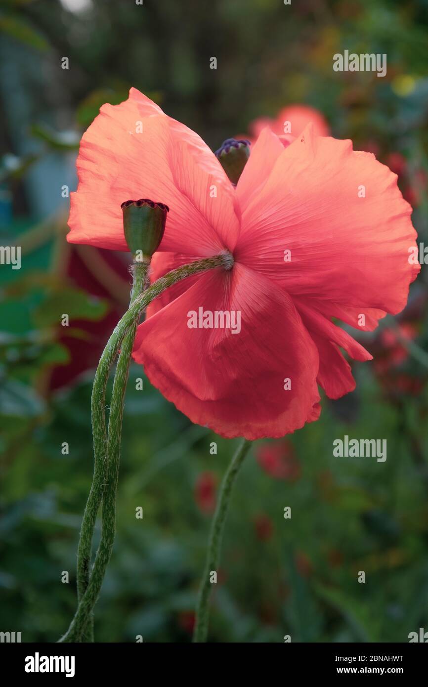 Long curved stem hi-res stock photography and images - Alamy