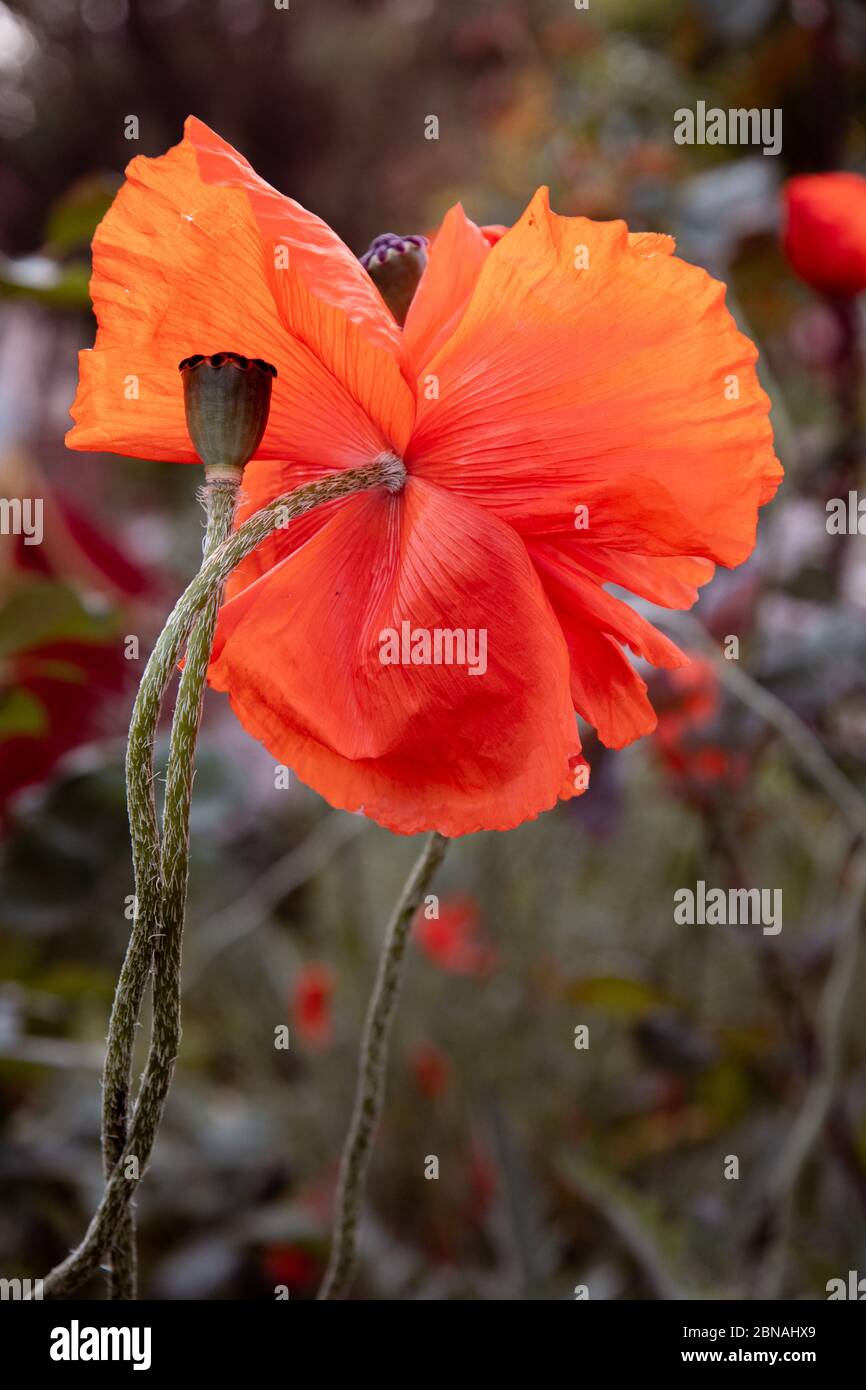 Faded poppy seed box on long green stem with blurry background of red ...
