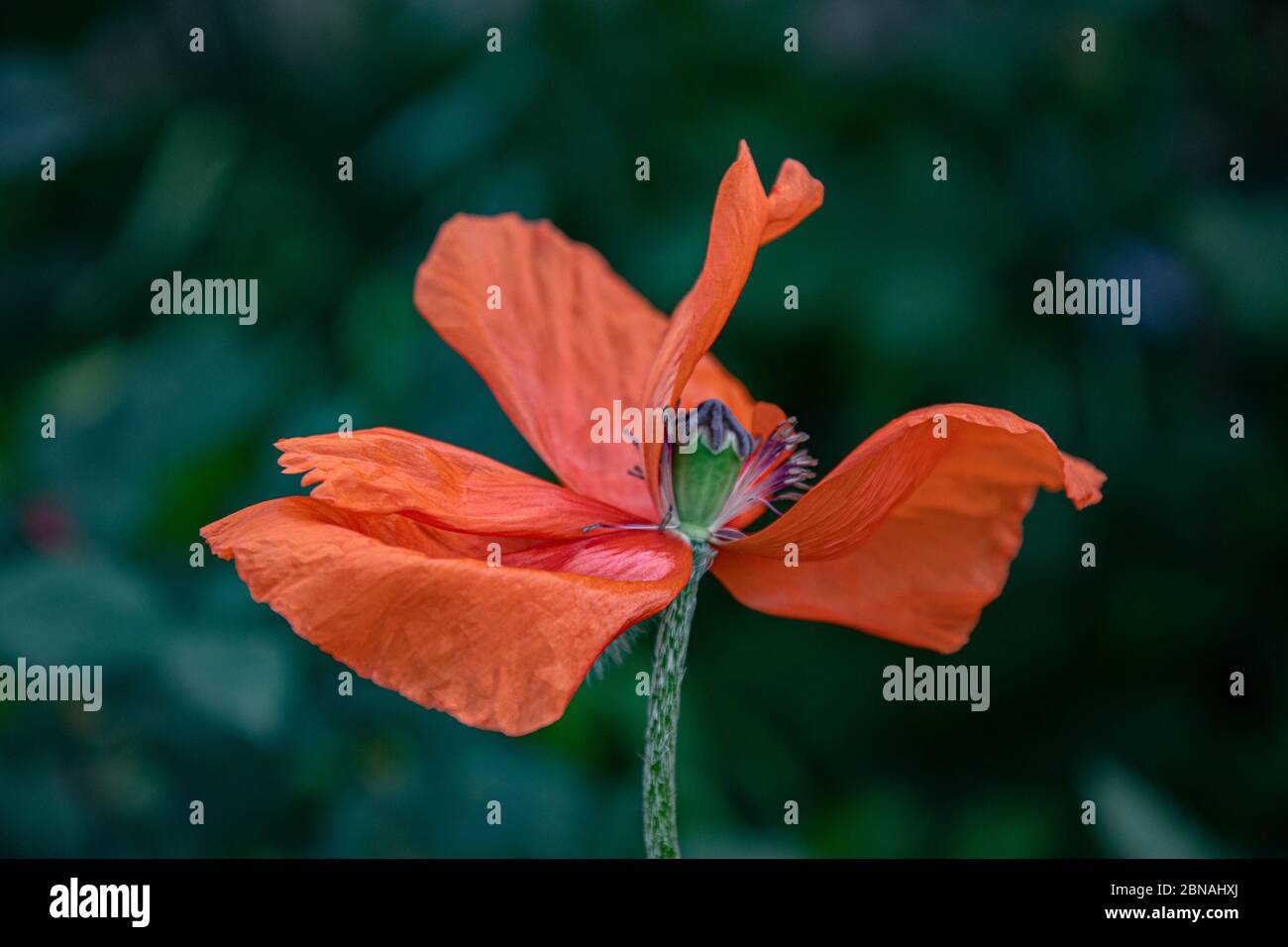 Faded poppy hi-res stock photography and images - Alamy