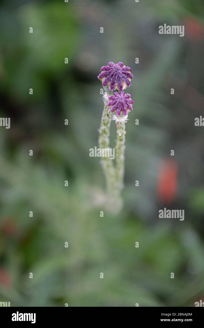 Subtle embrace of two fading poppy flowers without petals on blurry ...