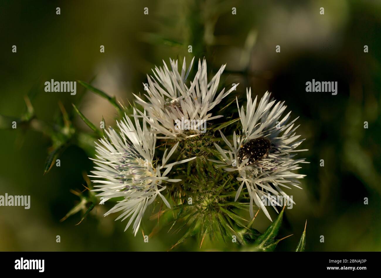 Purple milk thistle, boar thistle, Galactitis tomentosa, Malta ...