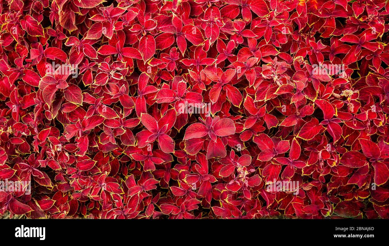 Beautiful plants with bright red leaves Stock Photo - Alamy