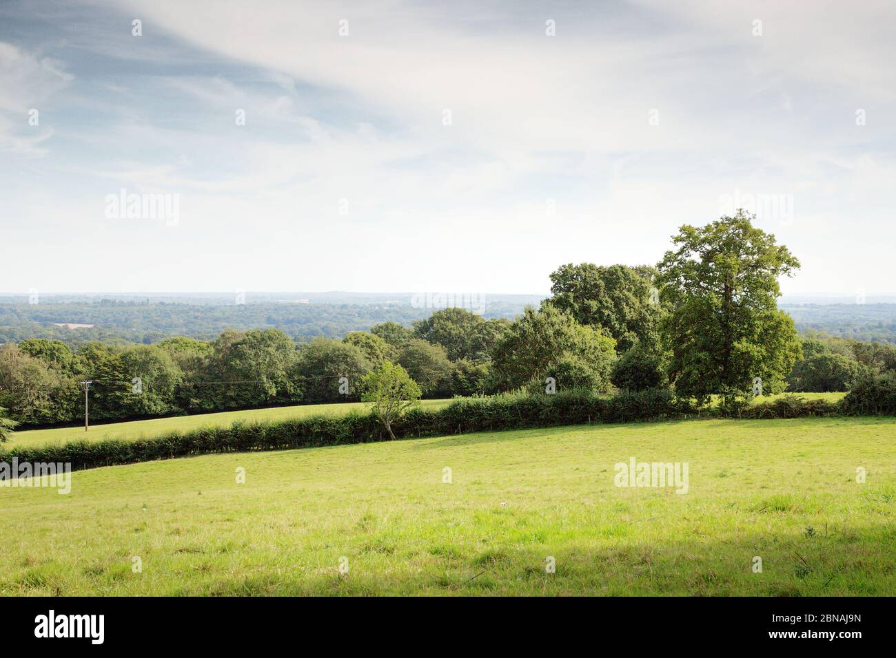trees in a green field taken in the surrey countryside in england Stock ...