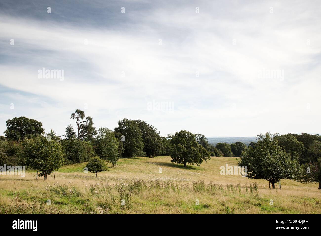 trees in a green field taken in the surrey countryside in england Stock ...