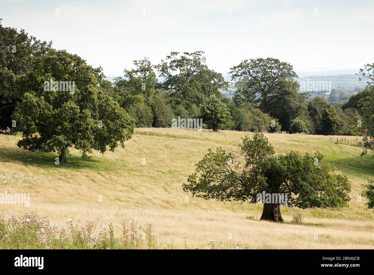 trees in a green field taken in the surrey countryside in england Stock ...