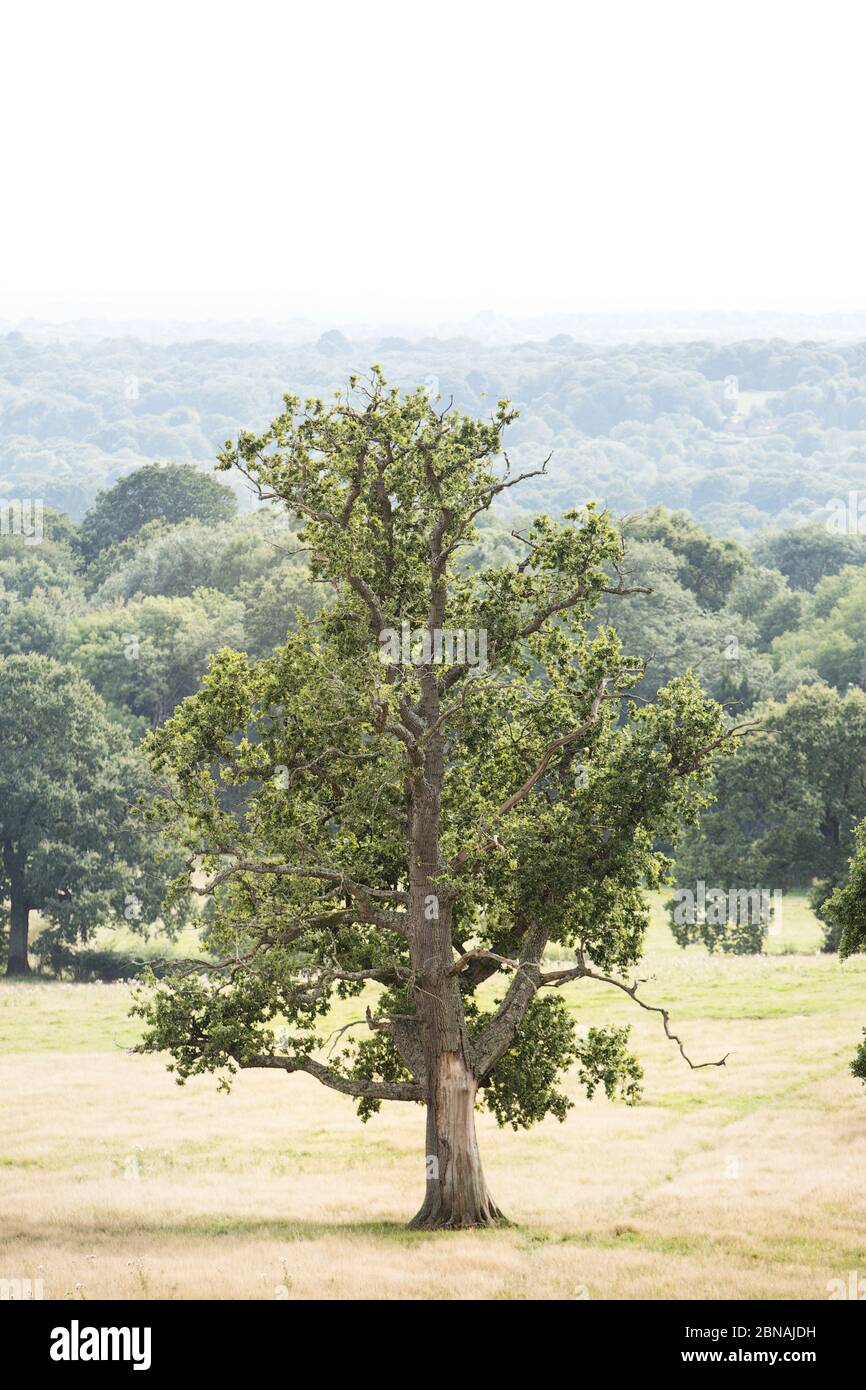 trees in a green field taken in the surrey countryside in england Stock ...