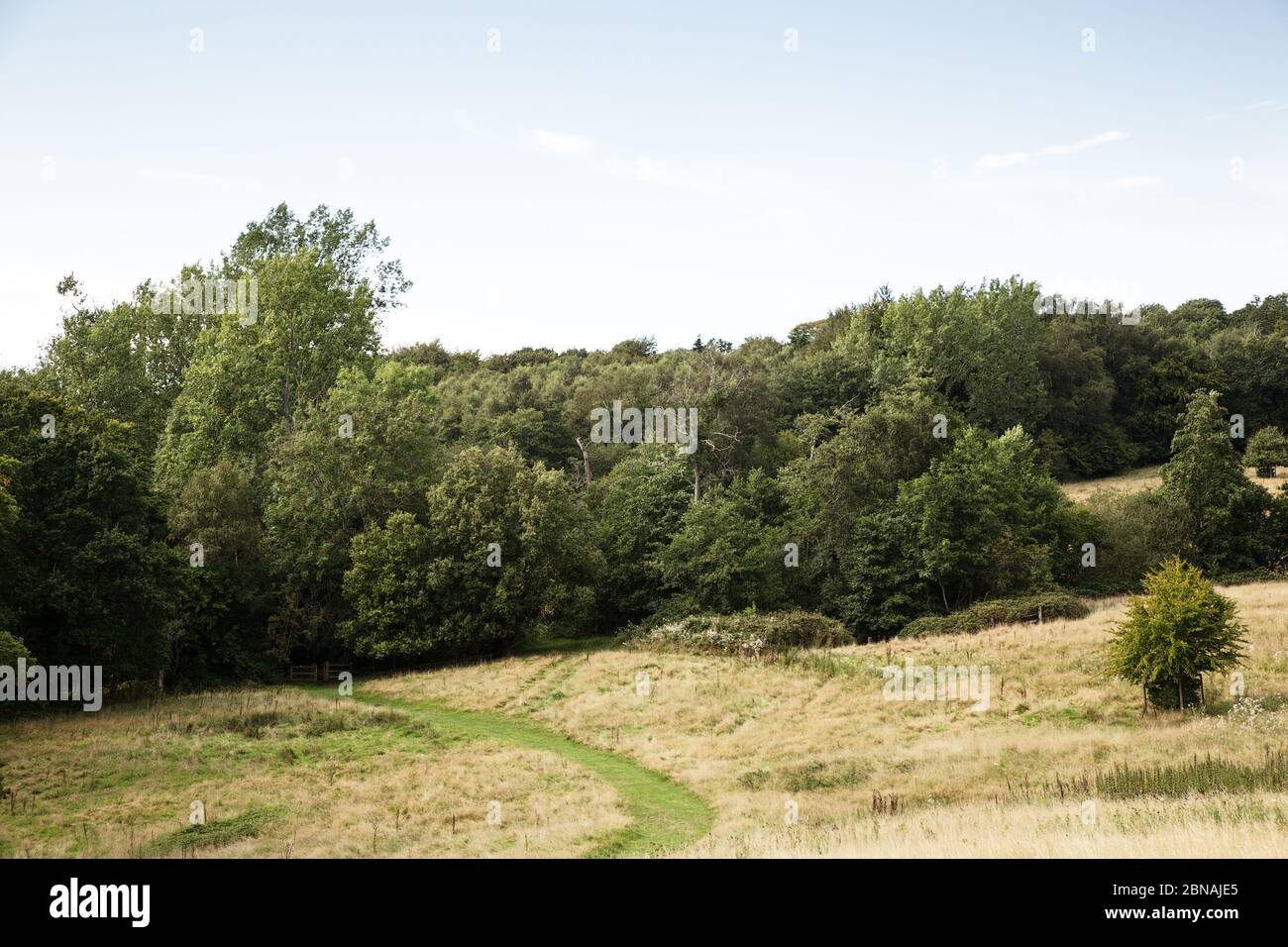 trees in a green field taken in the surrey countryside in england Stock ...