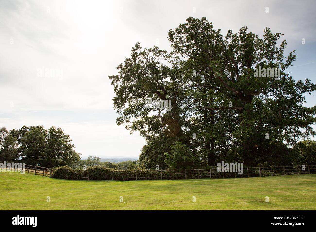 trees in a green field taken in the surrey countryside in england Stock ...