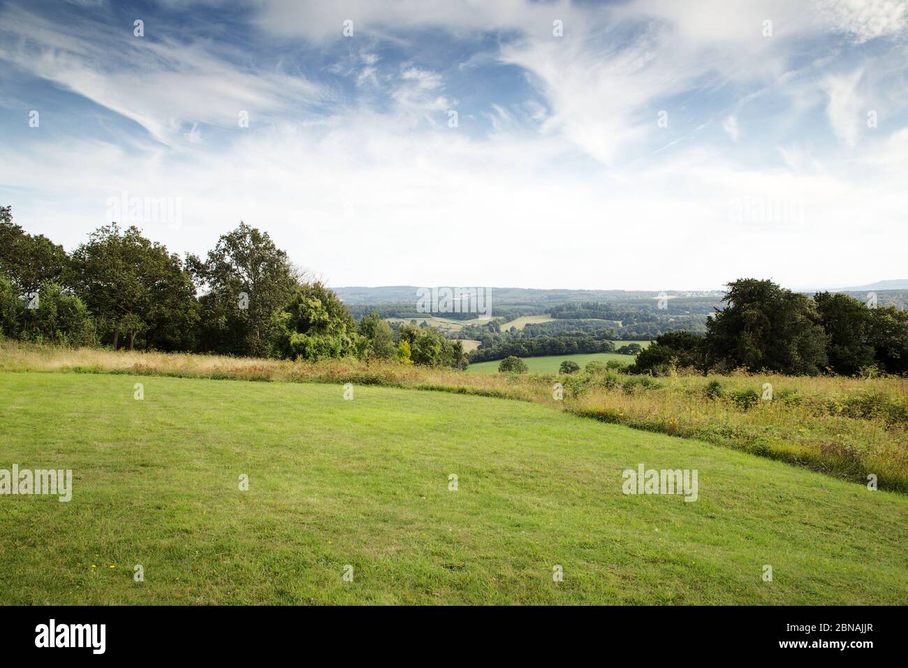 trees in a green field taken in the surrey countryside in england Stock ...