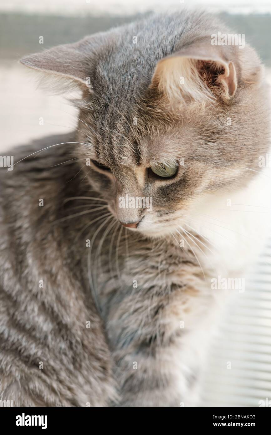 Cat looks down with interest, on a blurred background Stock Photo - Alamy