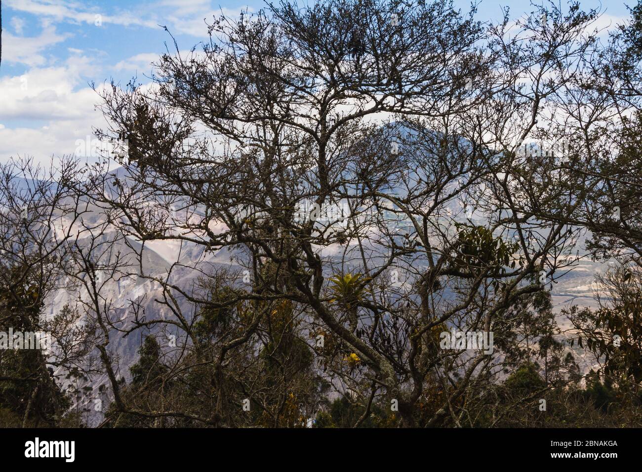 Beautiful scenery of trees almost without leaves - perfect for ...