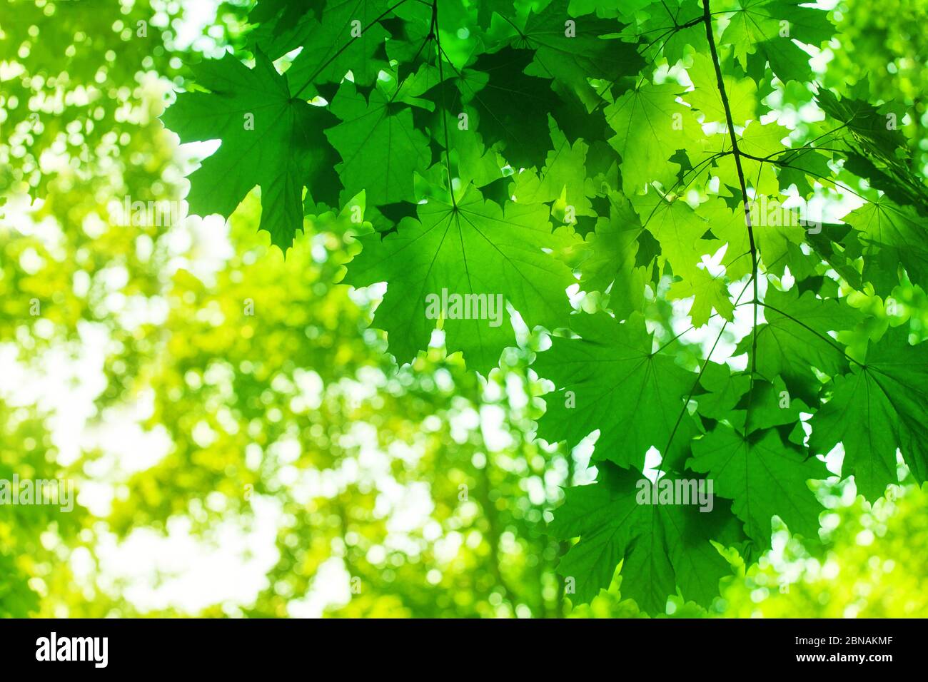 Maple Tree Background