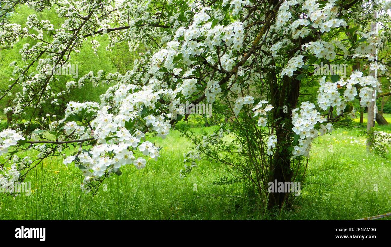 Hawthorne in blossom hi-res stock photography and images - Alamy