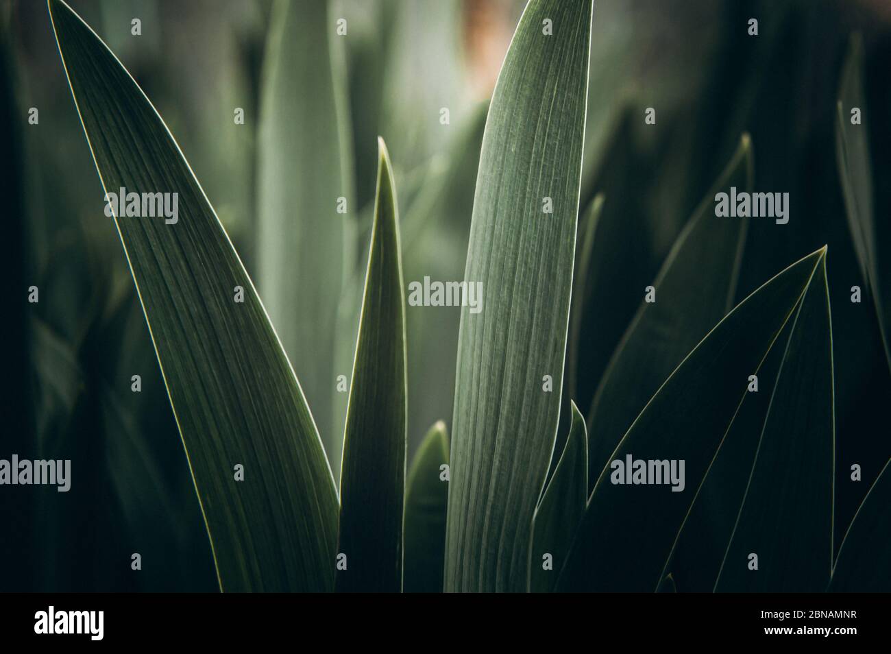 Grass texture. A lot of green grass stalks with long leaves. Herbaceous ...