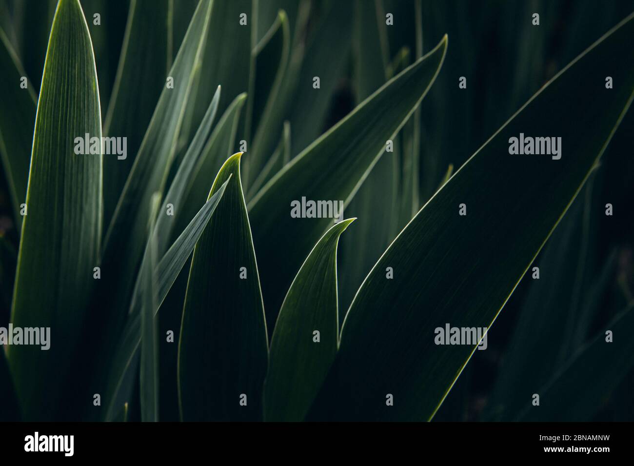 Grass texture. A lot of green grass stalks with long leaves. Herbaceous ...