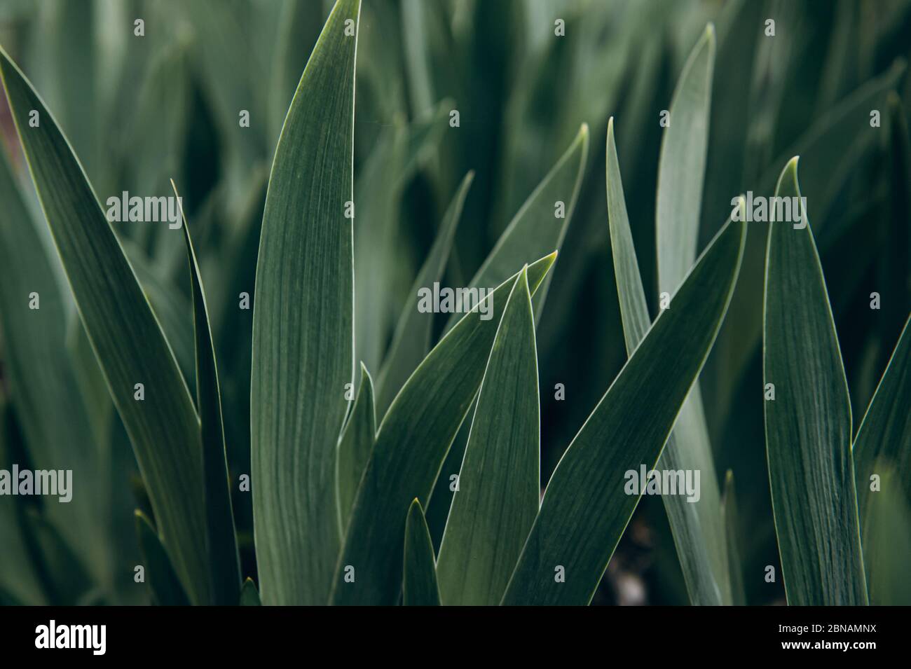 Grass texture. A lot of green grass stalks with long leaves. Herbaceous ...