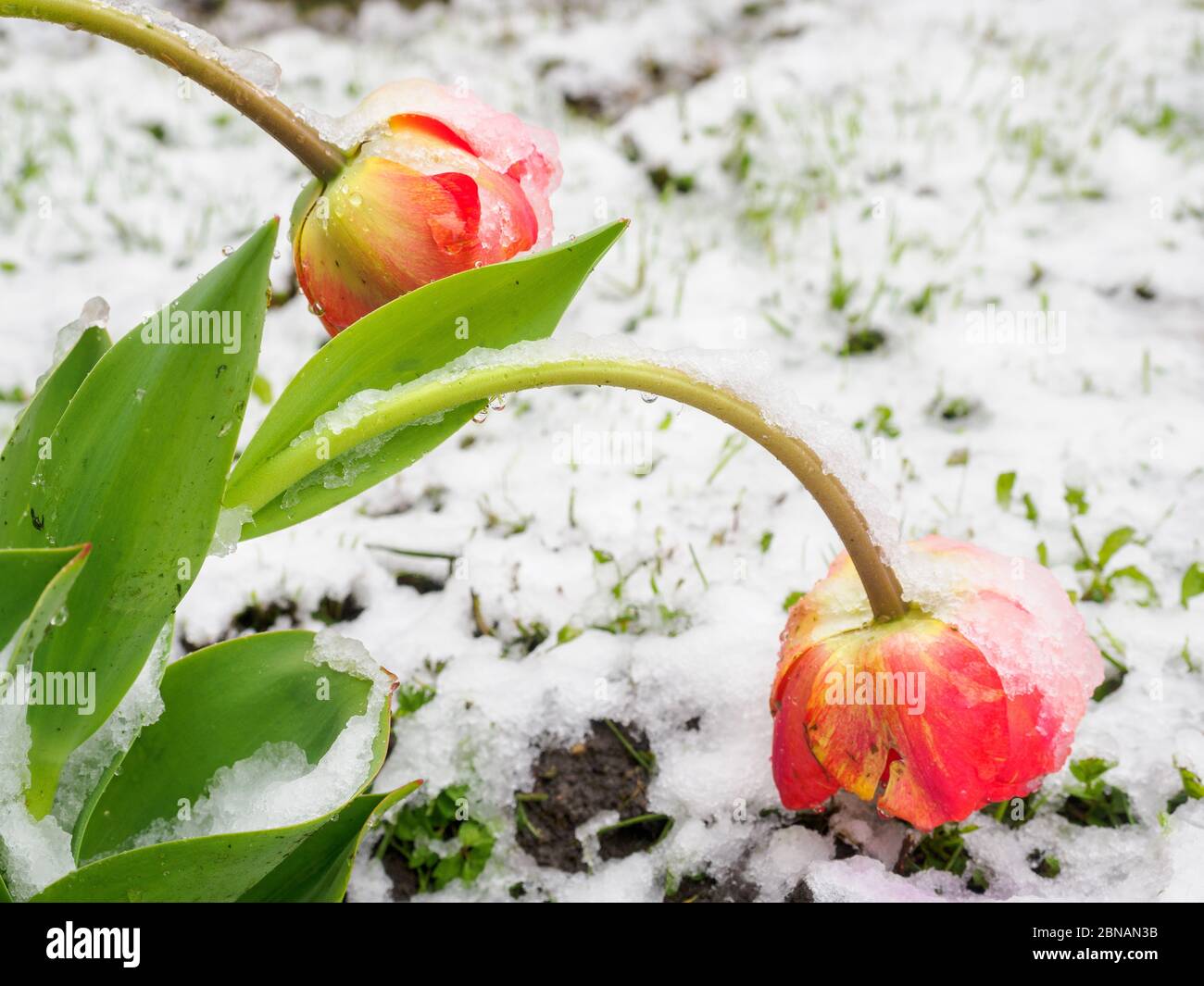 Tulips in the snow in the courtyard of an apartment building Stock ...