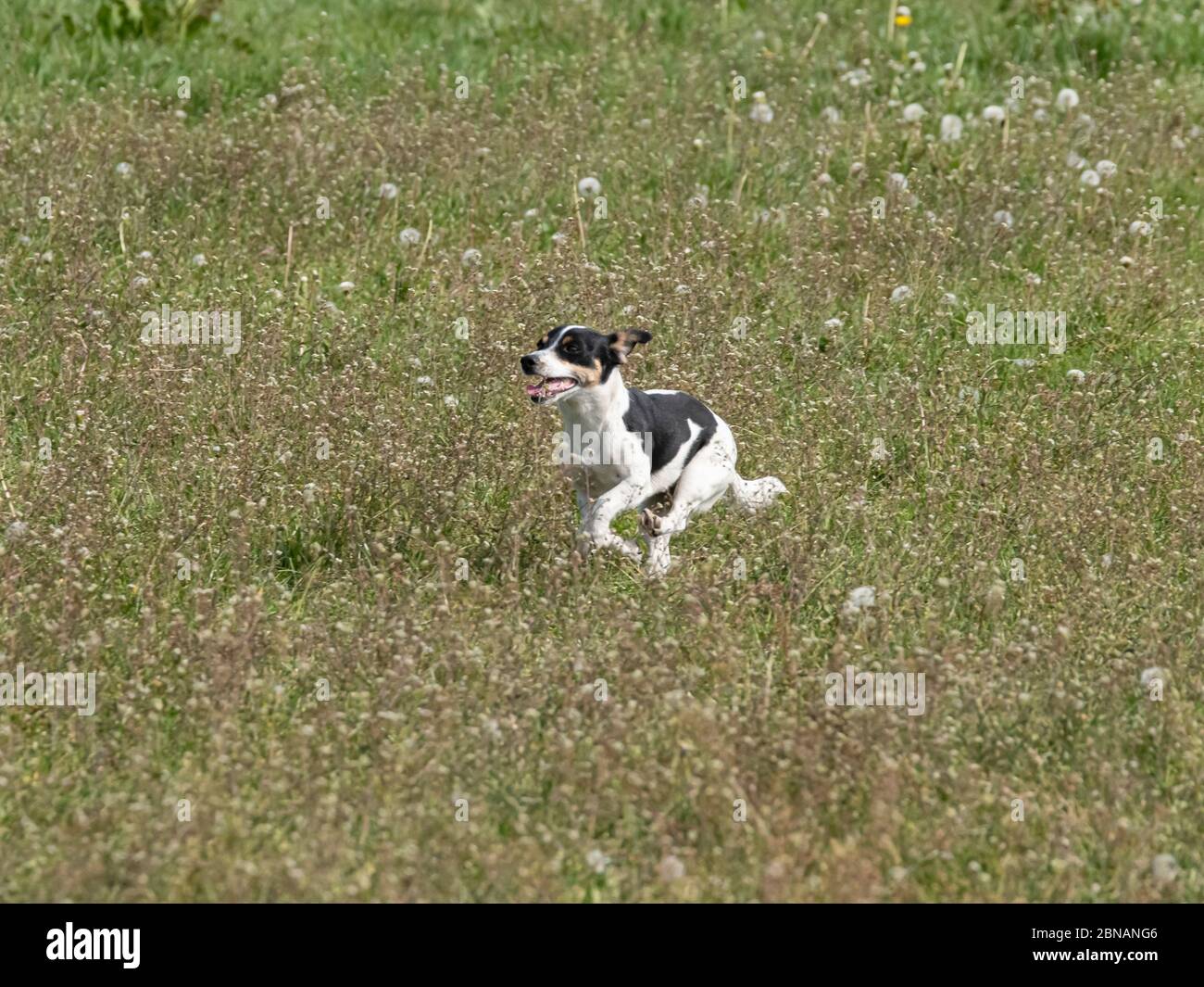 Nice young black and white Jack Russell Terrier running in a field ...