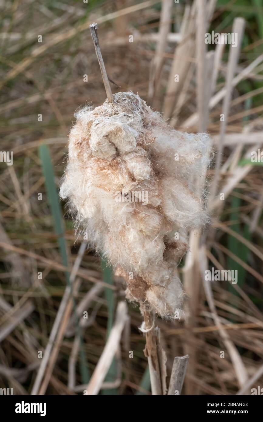 Faded cattail or Typha takes on a woolly appearance in cream colors ...