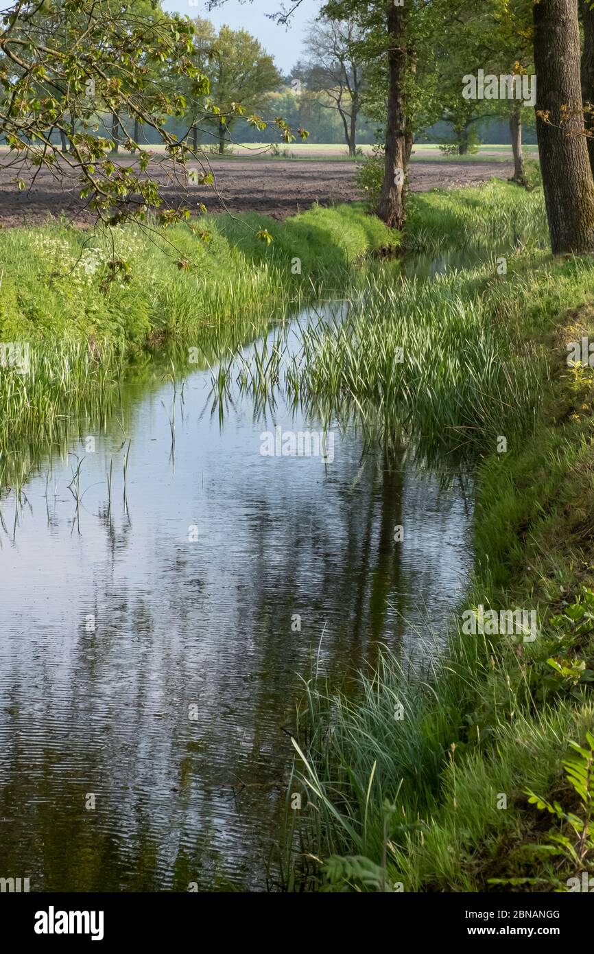 Tranquil landscape at a ditch, grasses and leaves on the edge of the ...
