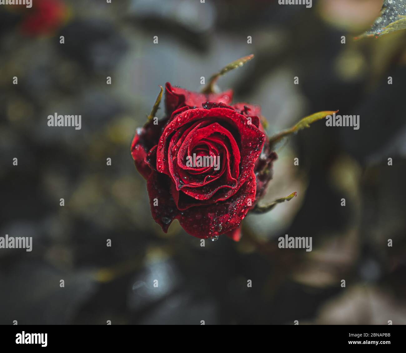 Raindrops red rose no people hi-res stock photography and images - Alamy