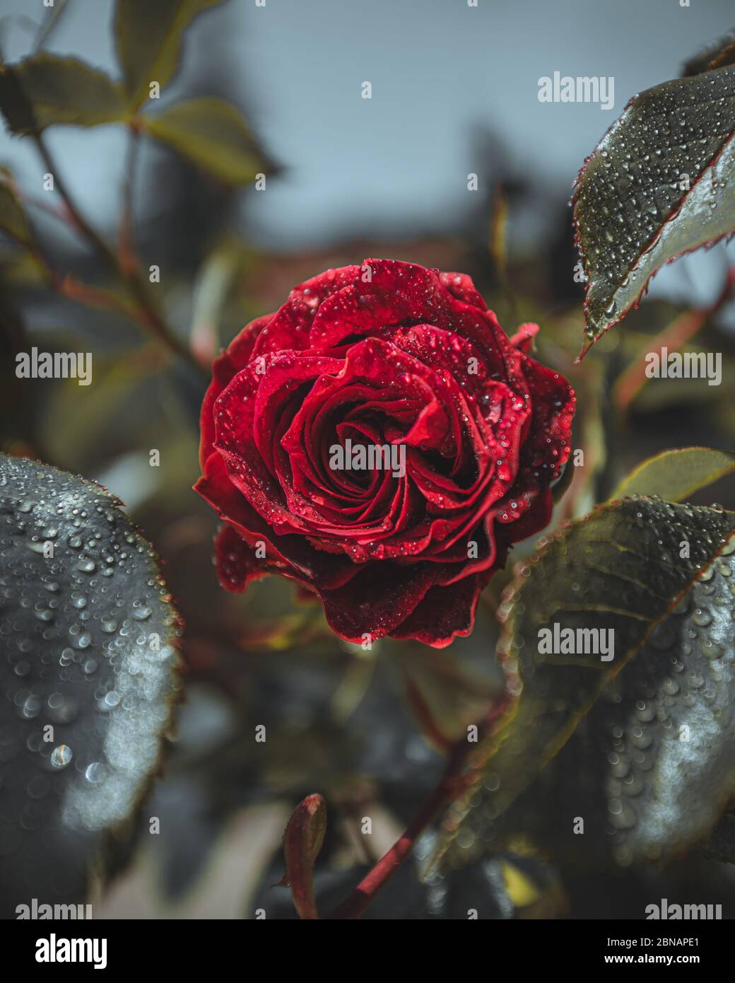 Raindrops red rose no people hi-res stock photography and images - Alamy
