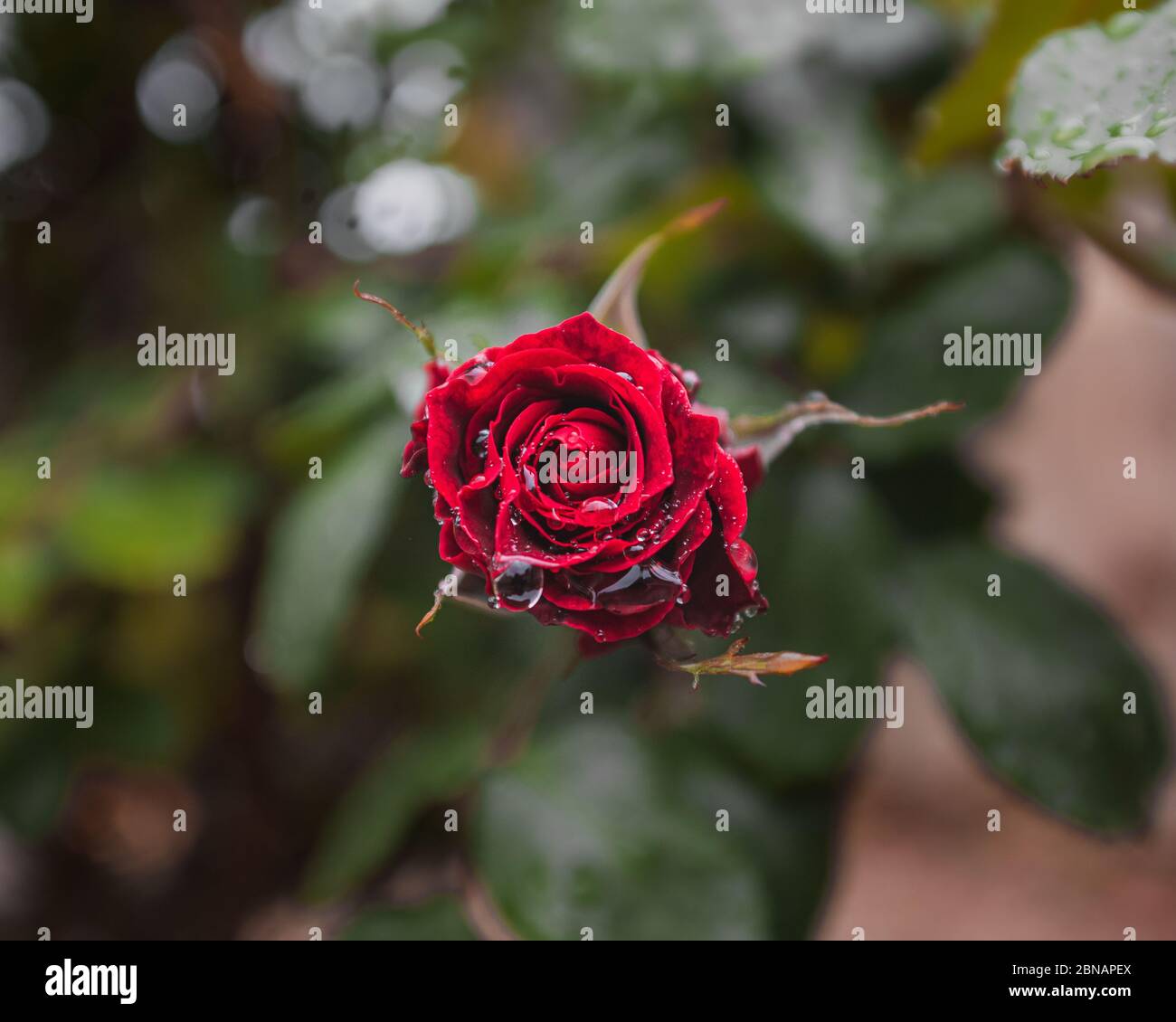 Raindrops red rose no people hi-res stock photography and images - Alamy