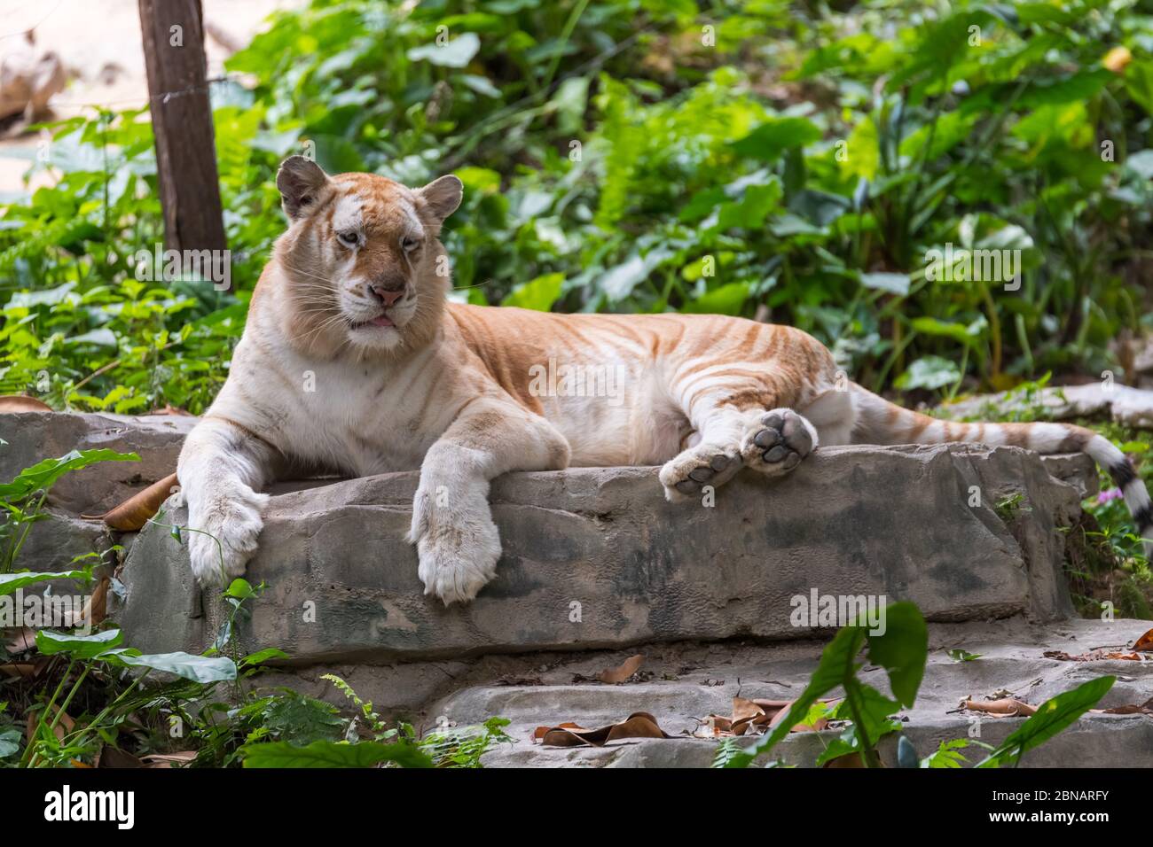 The tiger in the zoo is resting on its stomach Stock Photo - Alamy