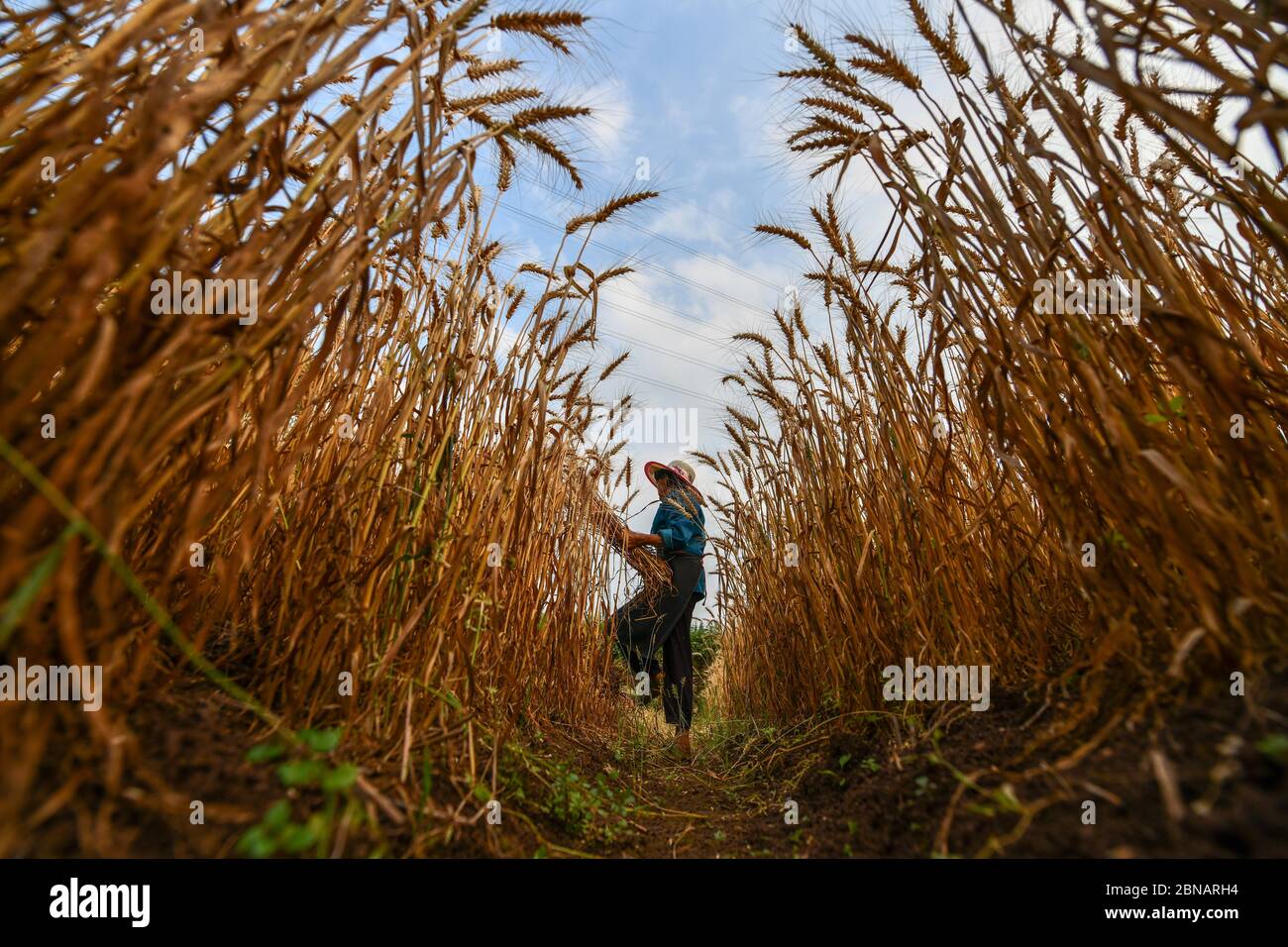 Sinan, China's Guizhou Province. 13th May, 2020. A farmer harvests ...