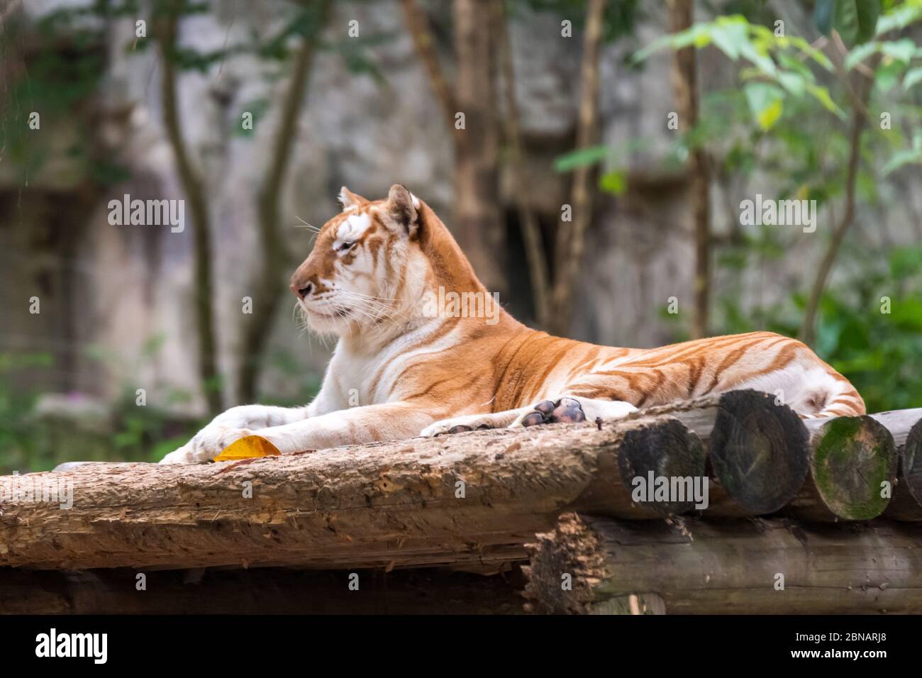 Tiger stomach hi-res stock photography and images - Alamy