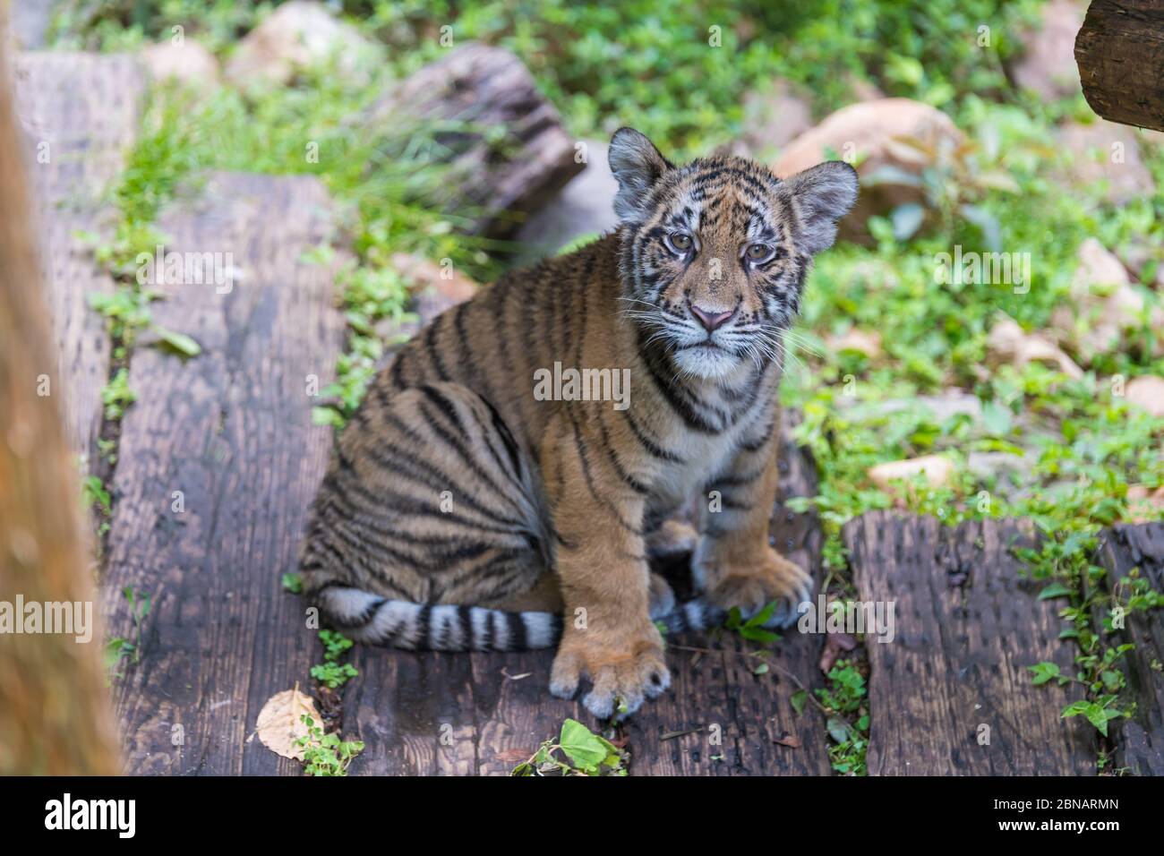 Cute little tiger in the zoo Stock Photo - Alamy