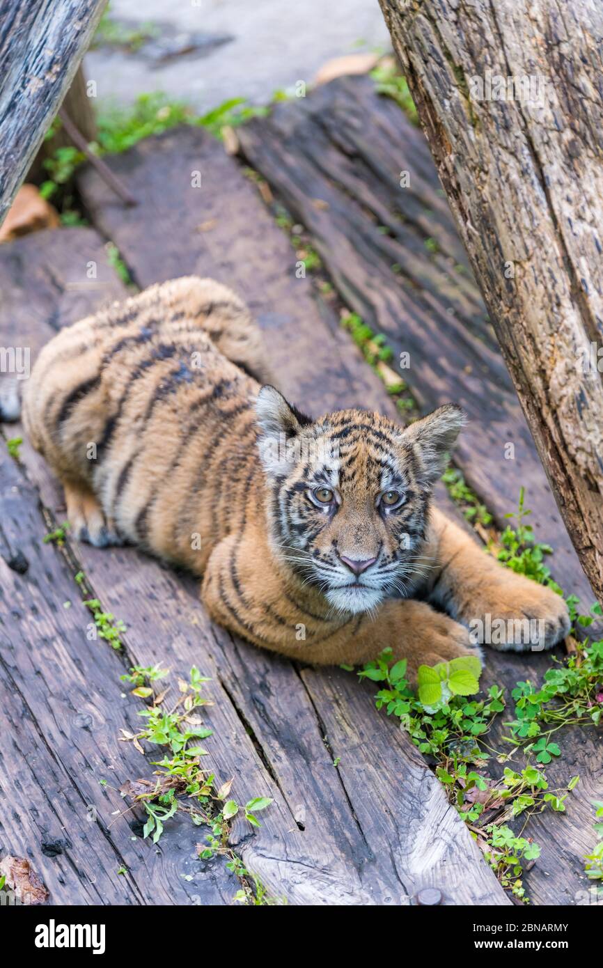 Cute little tiger in the zoo Stock Photo - Alamy