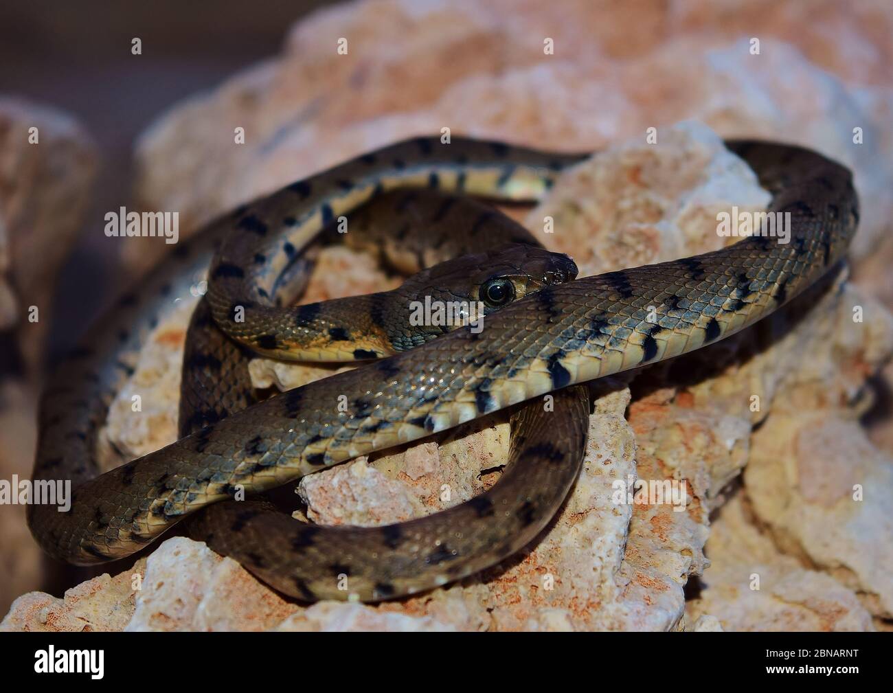 Closeup of an Algerian whip snake crawling on the rocks under the ...