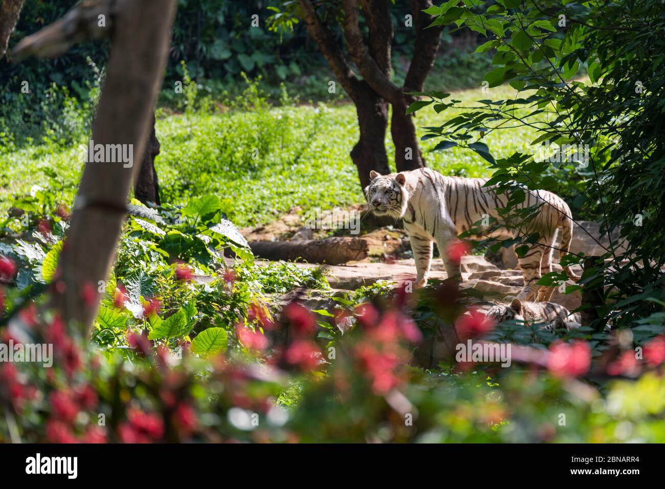Tiger hiding in the jungle Stock Photo - Alamy
