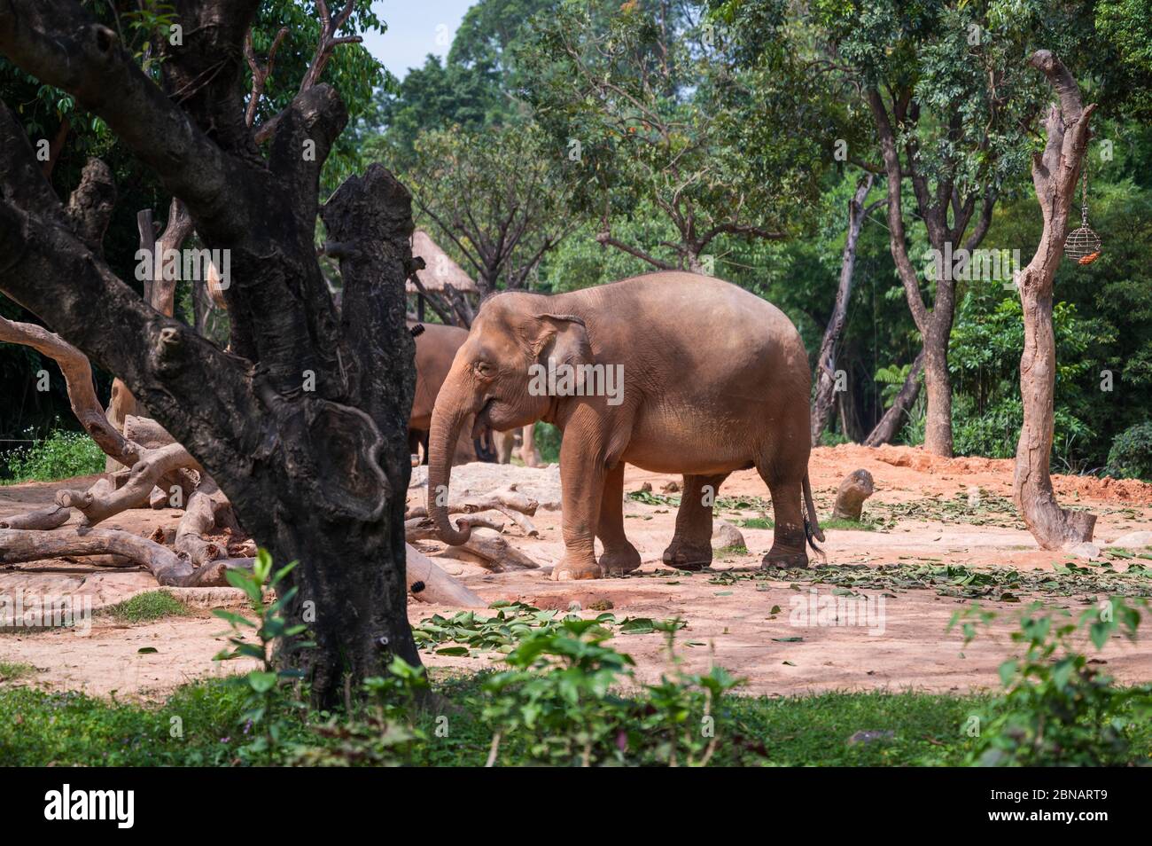 Asian elephant in the zoo Stock Photo - Alamy