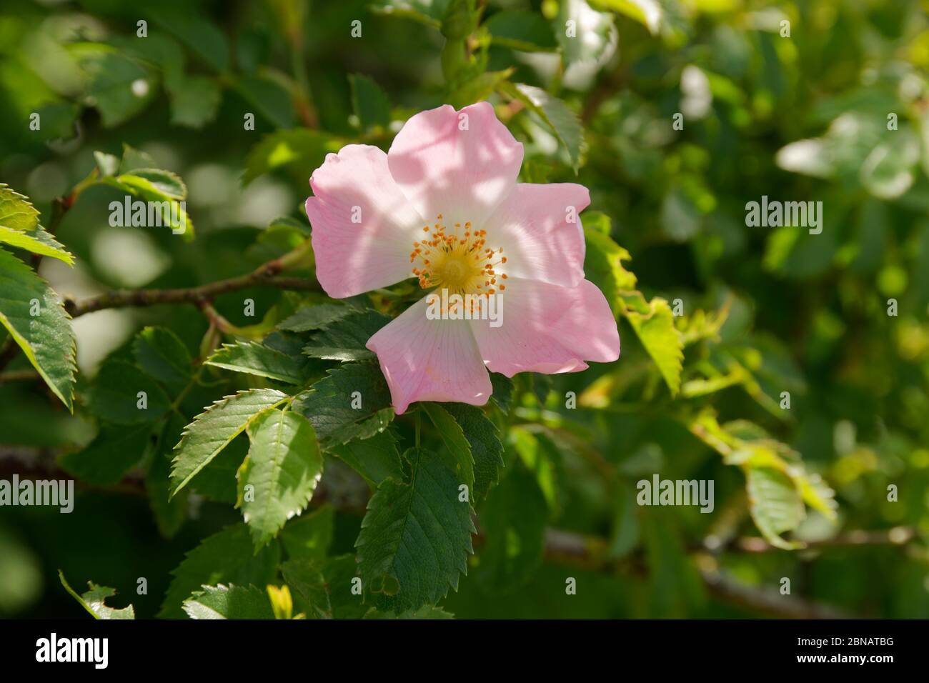 Rosa canina flower hi-res stock photography and images - Alamy