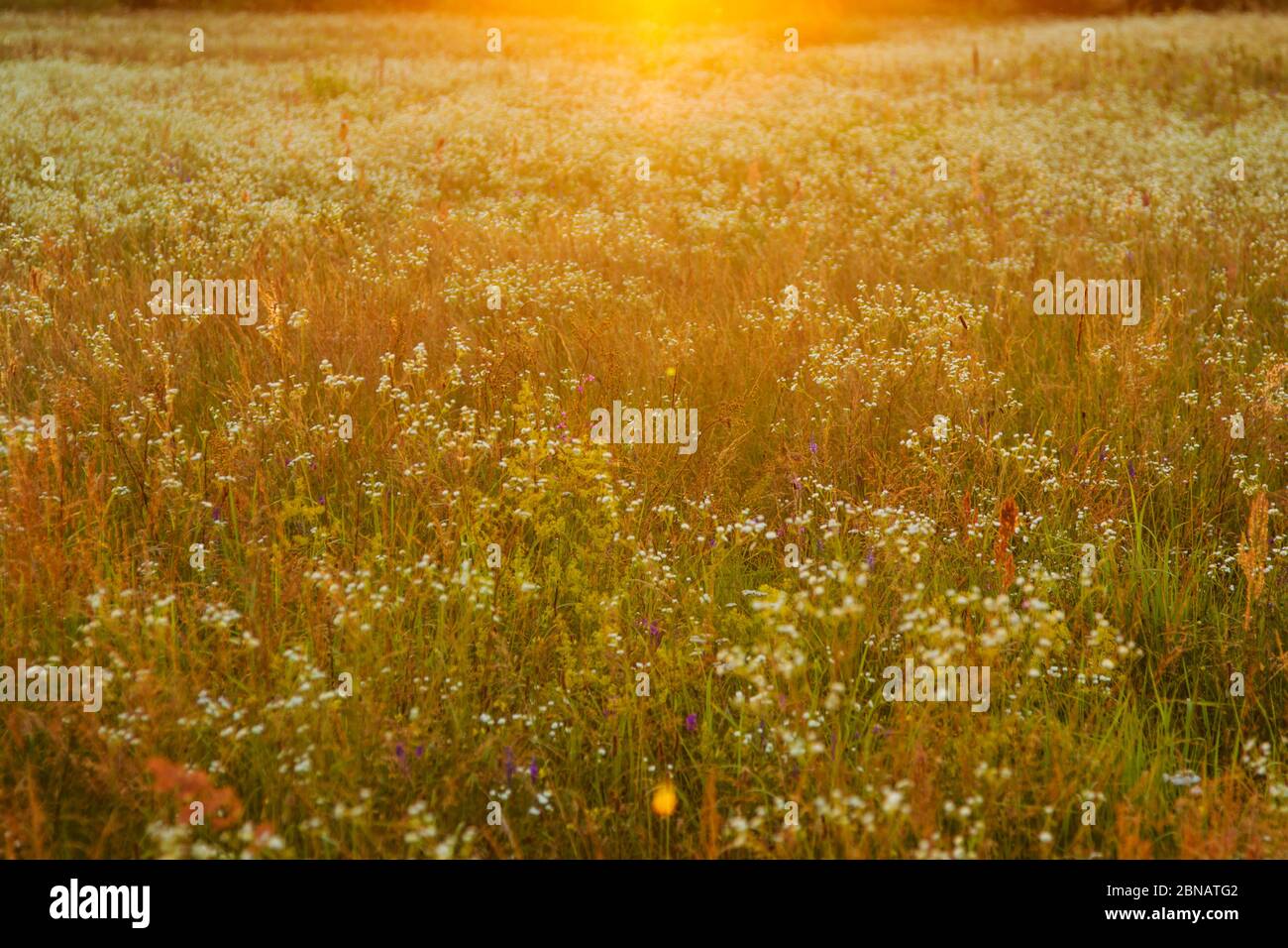 park, trees, meadow in bright sunlight Stock Photo - Alamy