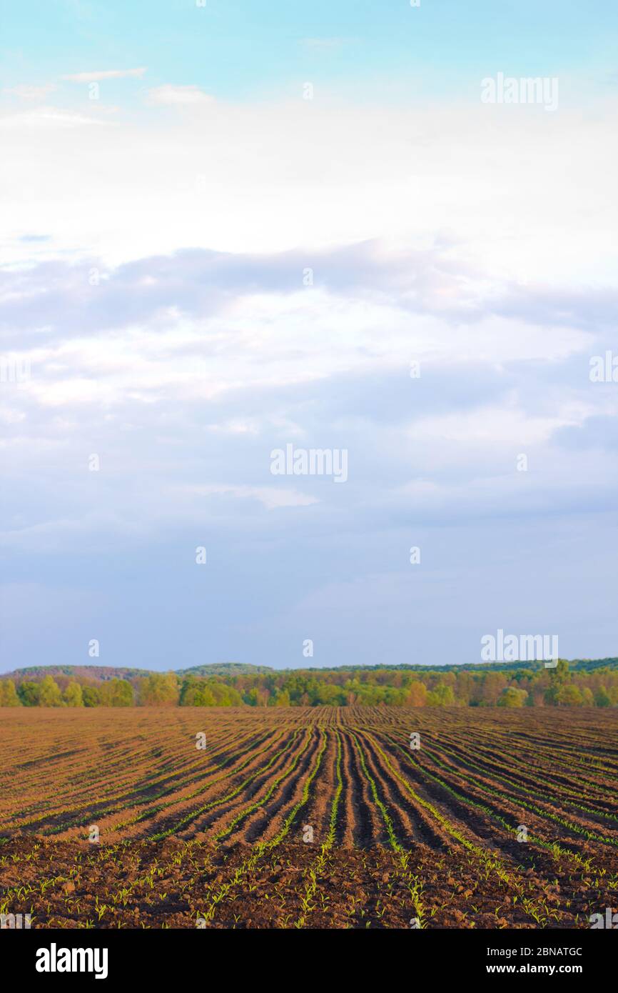 Field with sprouting shoots and forest in the background under a blue ...