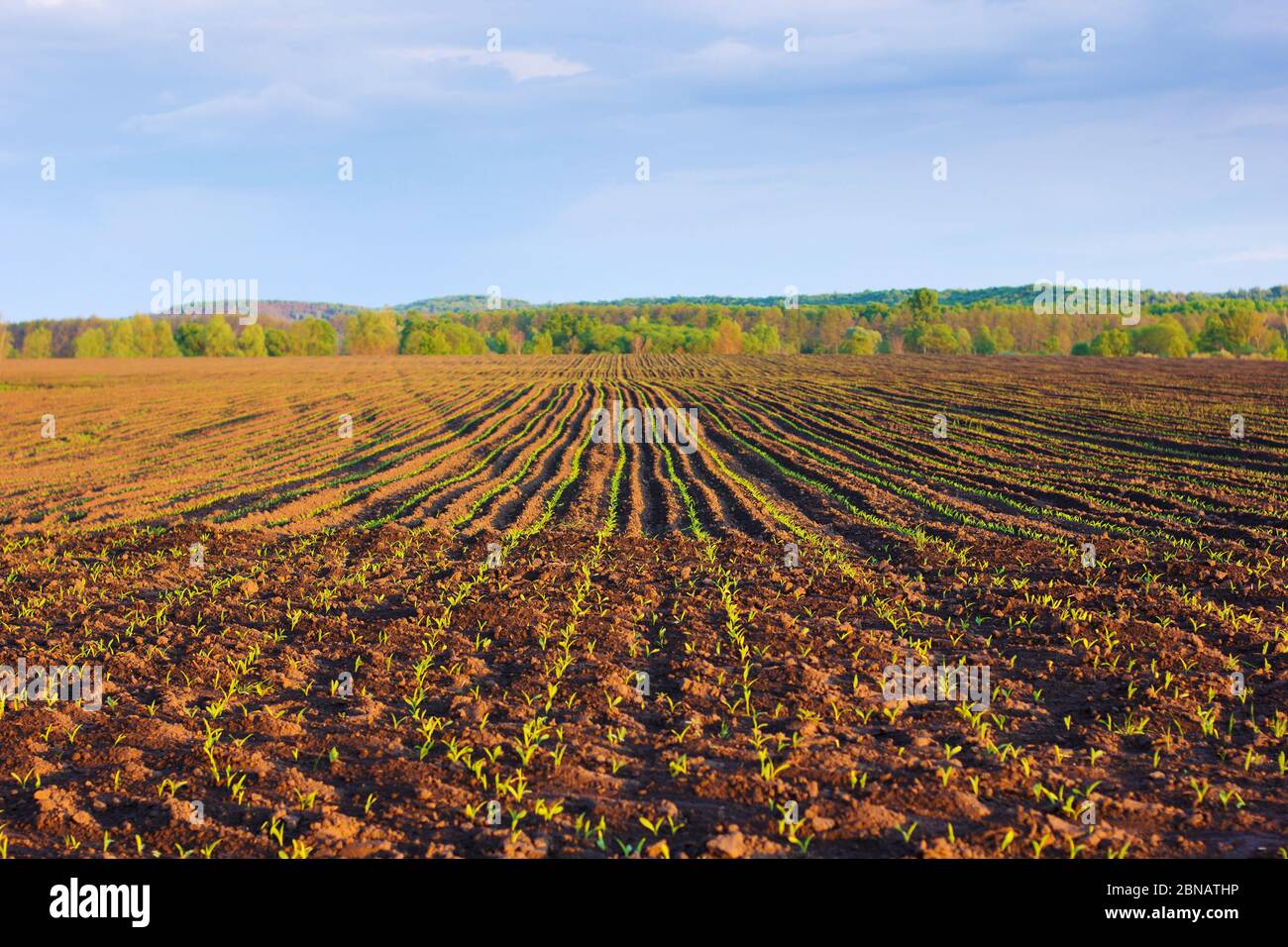 Field with sprouting shoots and forest in the background under a blue ...