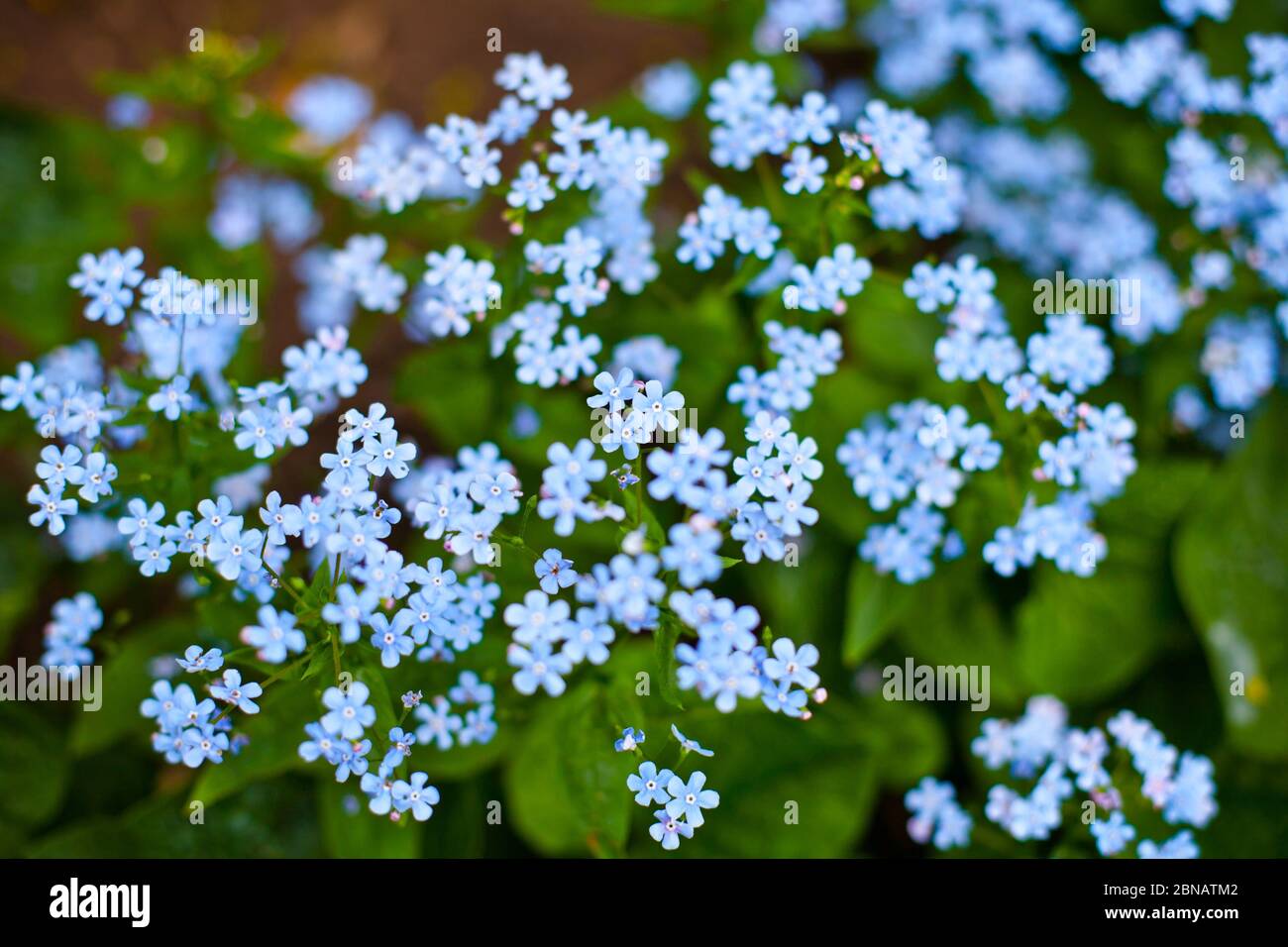 Forget me nots image hi-res stock photography and images - Alamy