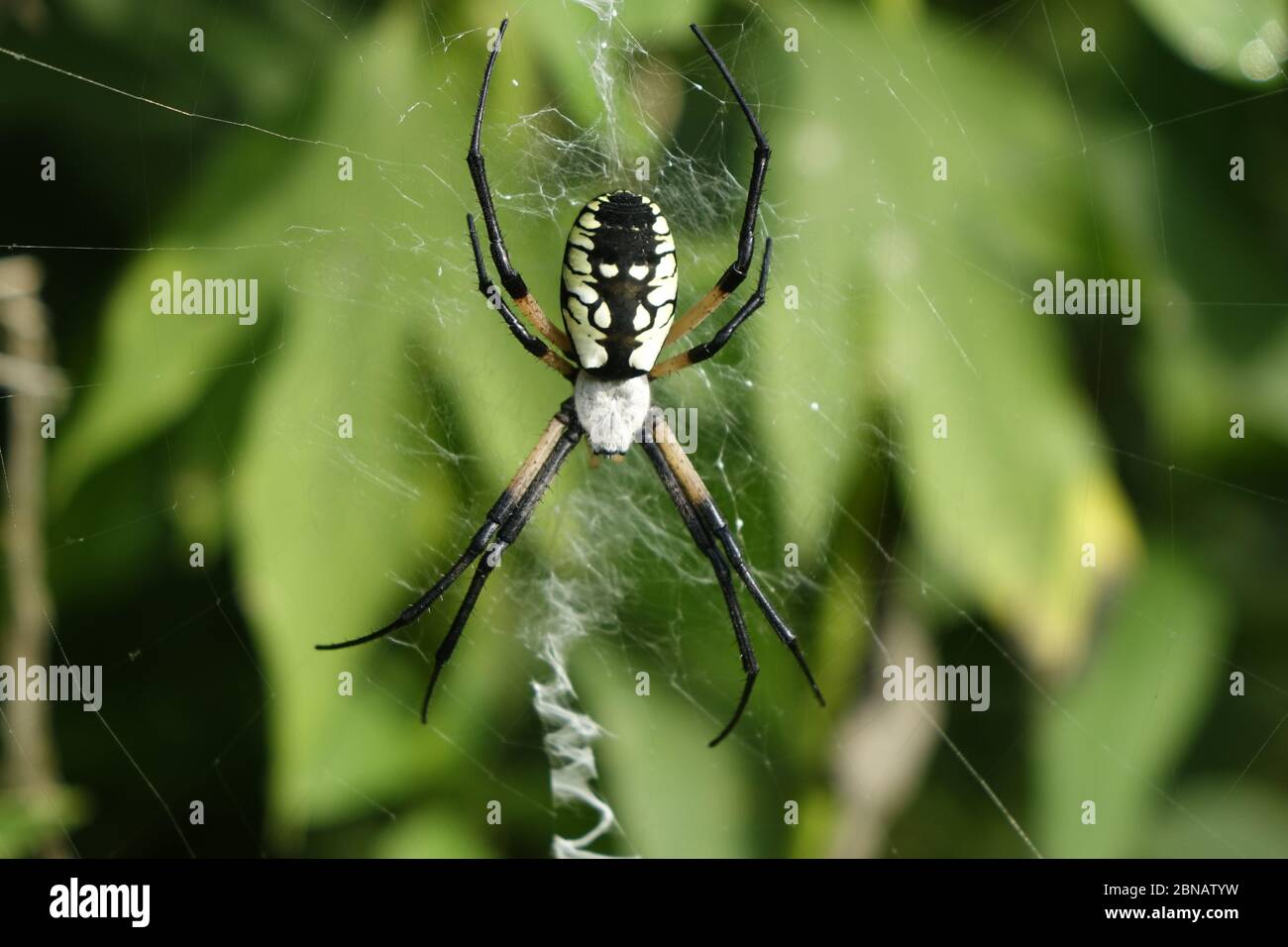 COLUMBIA, UNITED STATES - Aug 10, 2019: A Garden Spider on its web ...